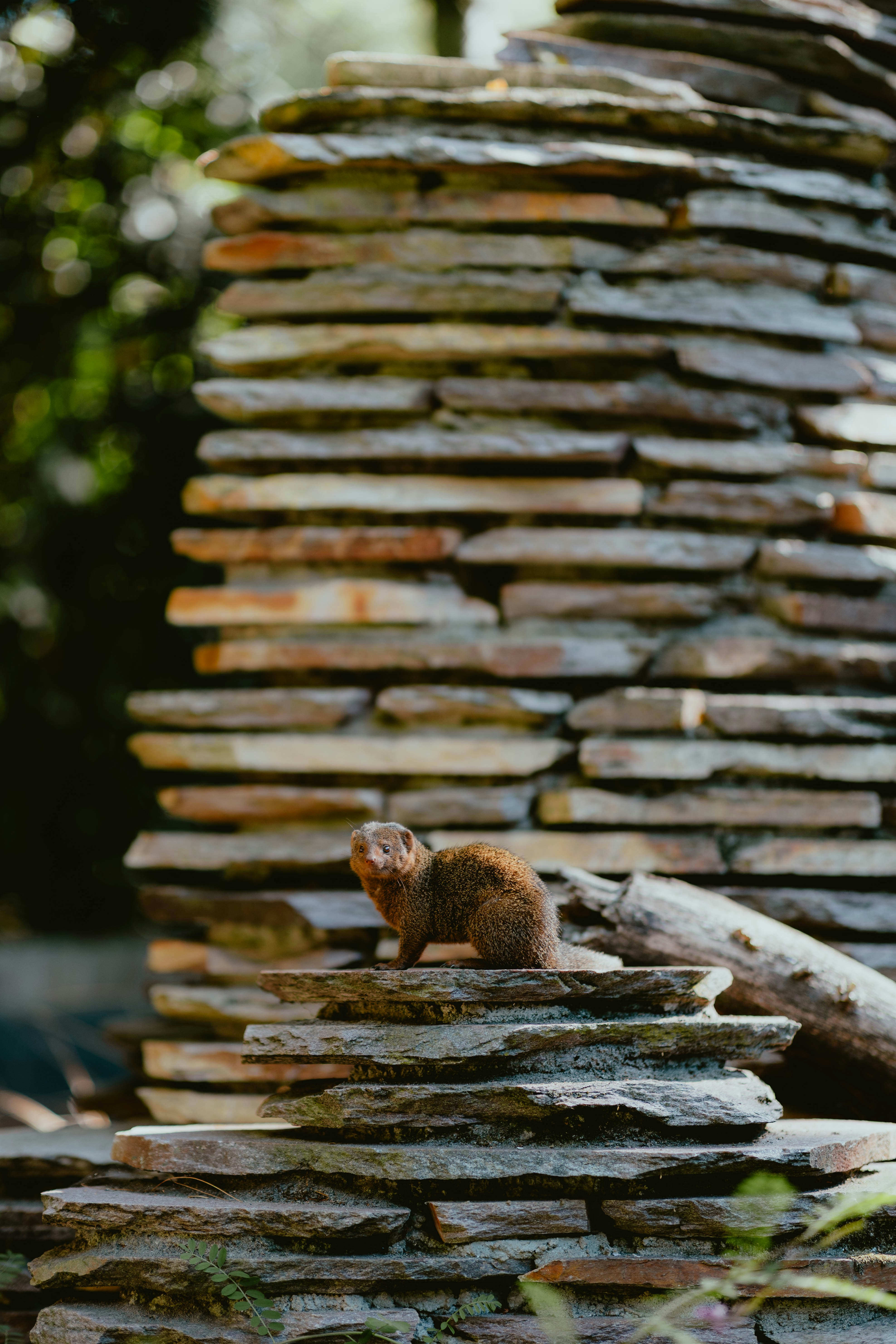 Tiny Mammal Amid Stacked Stones: A Moment of Courage