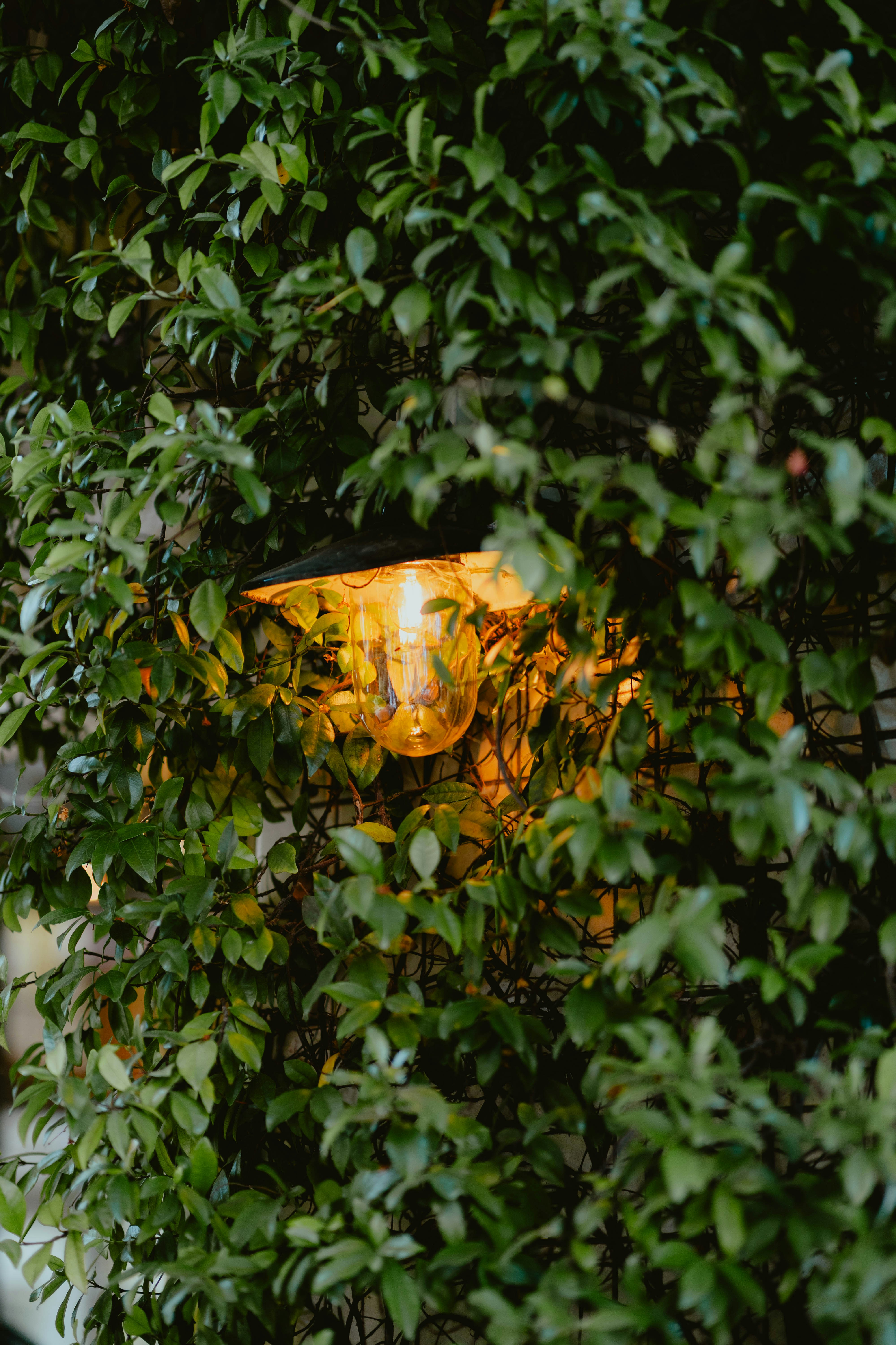 Hidden Glow: A Lantern Emerges from Ivy