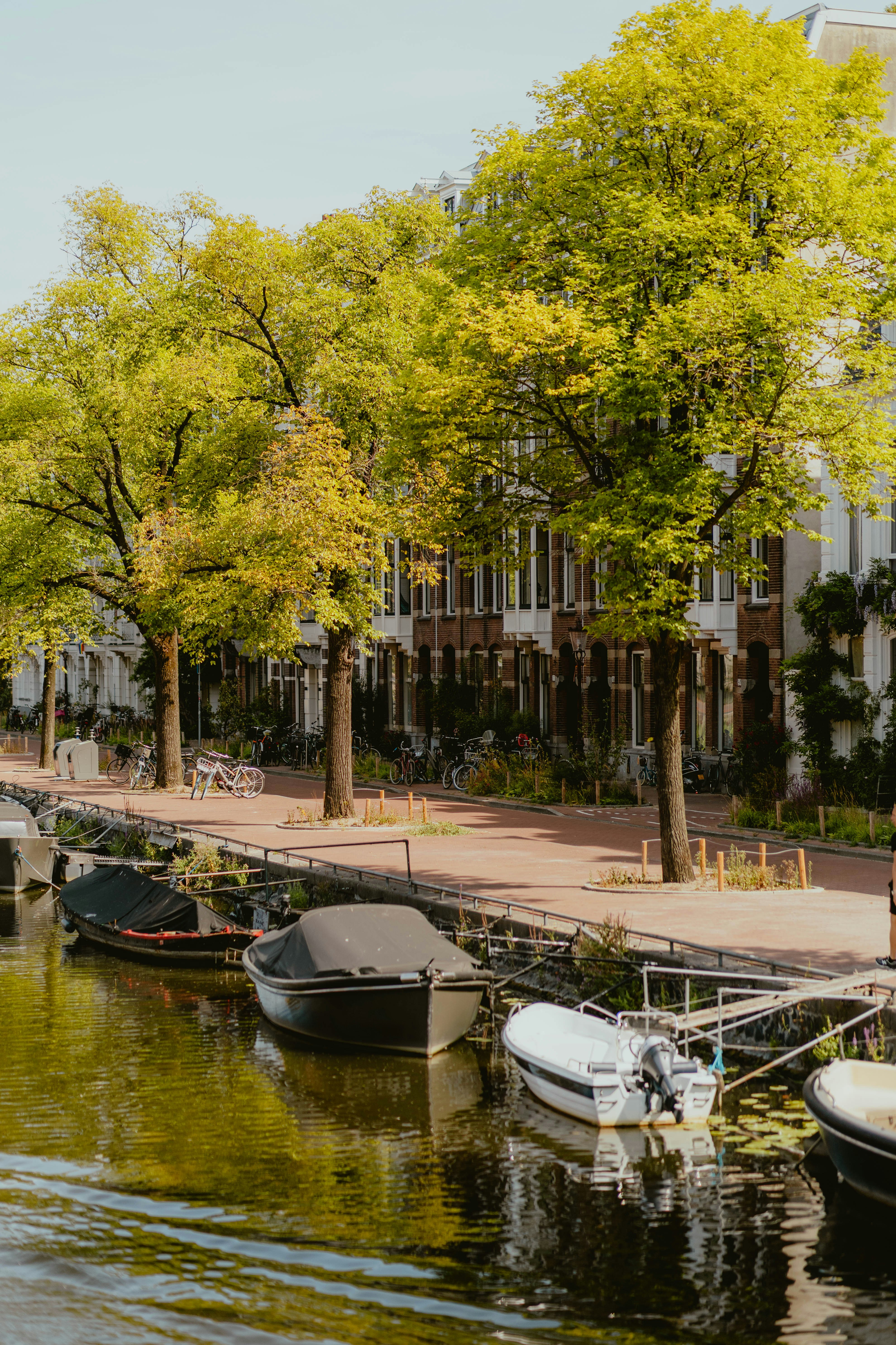 Sunlit canalfront with lime trees and bikes by a European row of townhouses