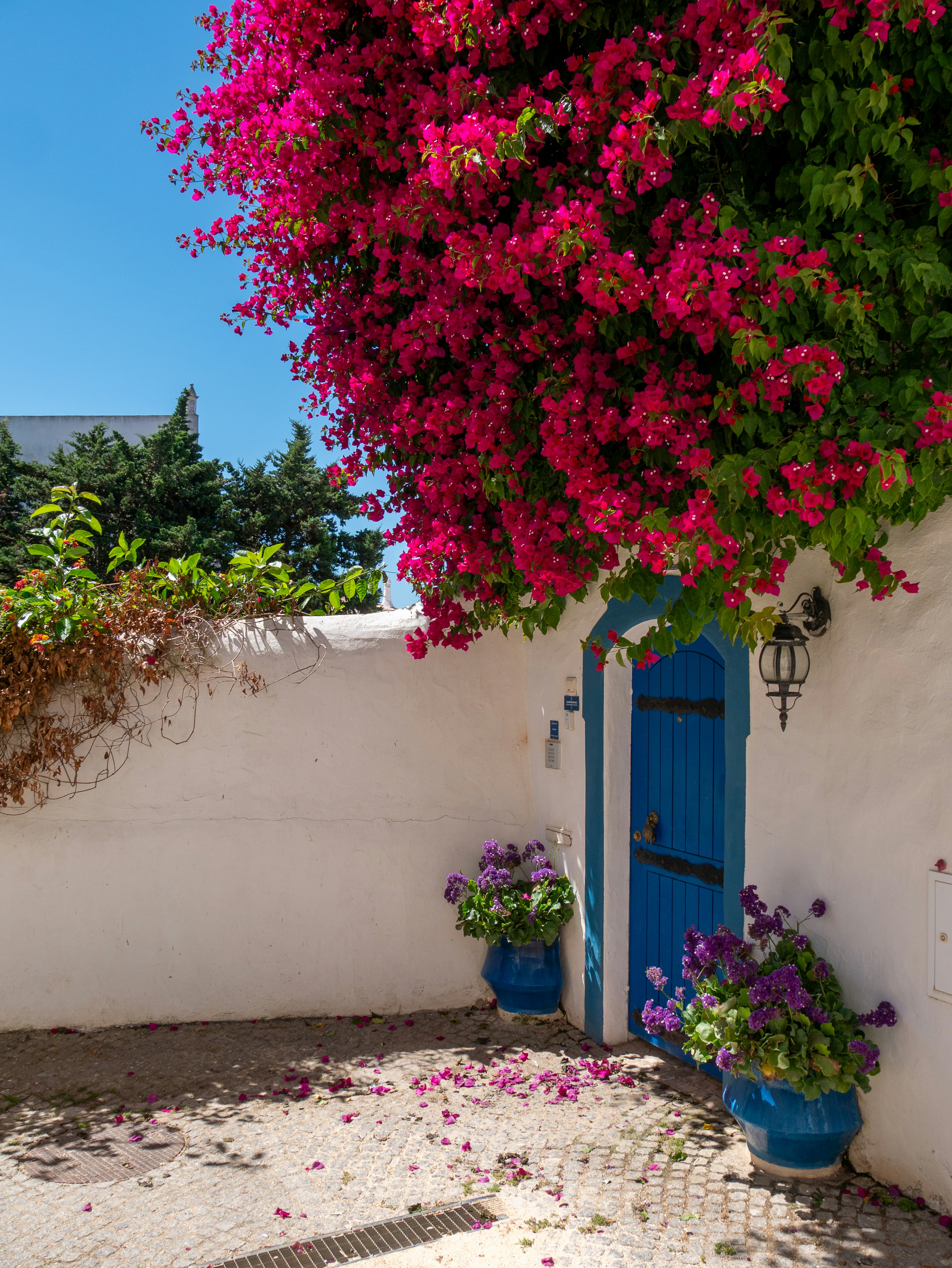 Blue Door Beneath a Cascade of Magenta Bougainvillea