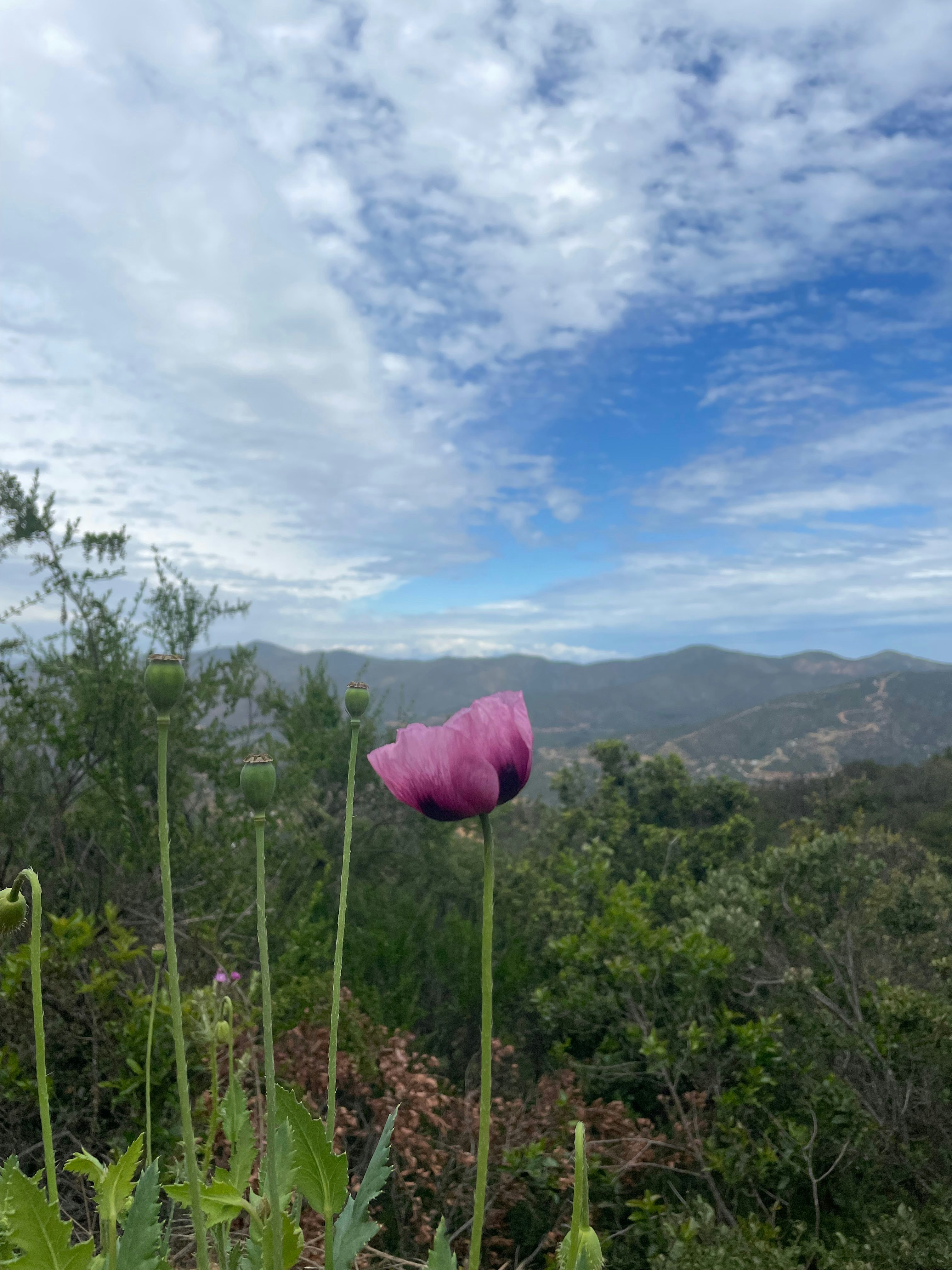 Pink poppy in the foreground with rolling hills and a blue sky in the distance; a nature scene emphasizing contrast between delicate flower and expansive landscape.