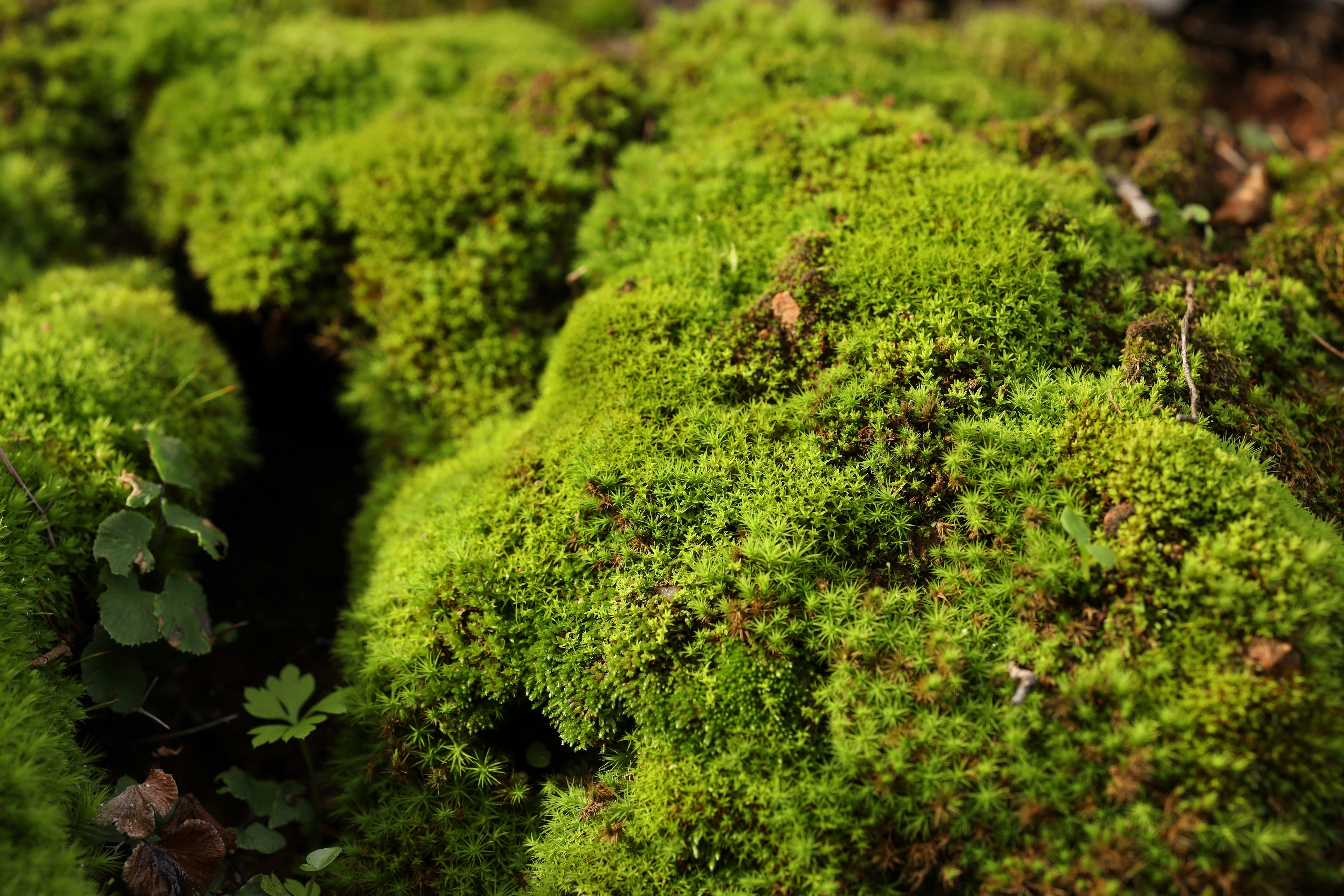 Emerald Carpet: Close-Up of Mossy Forest Floor