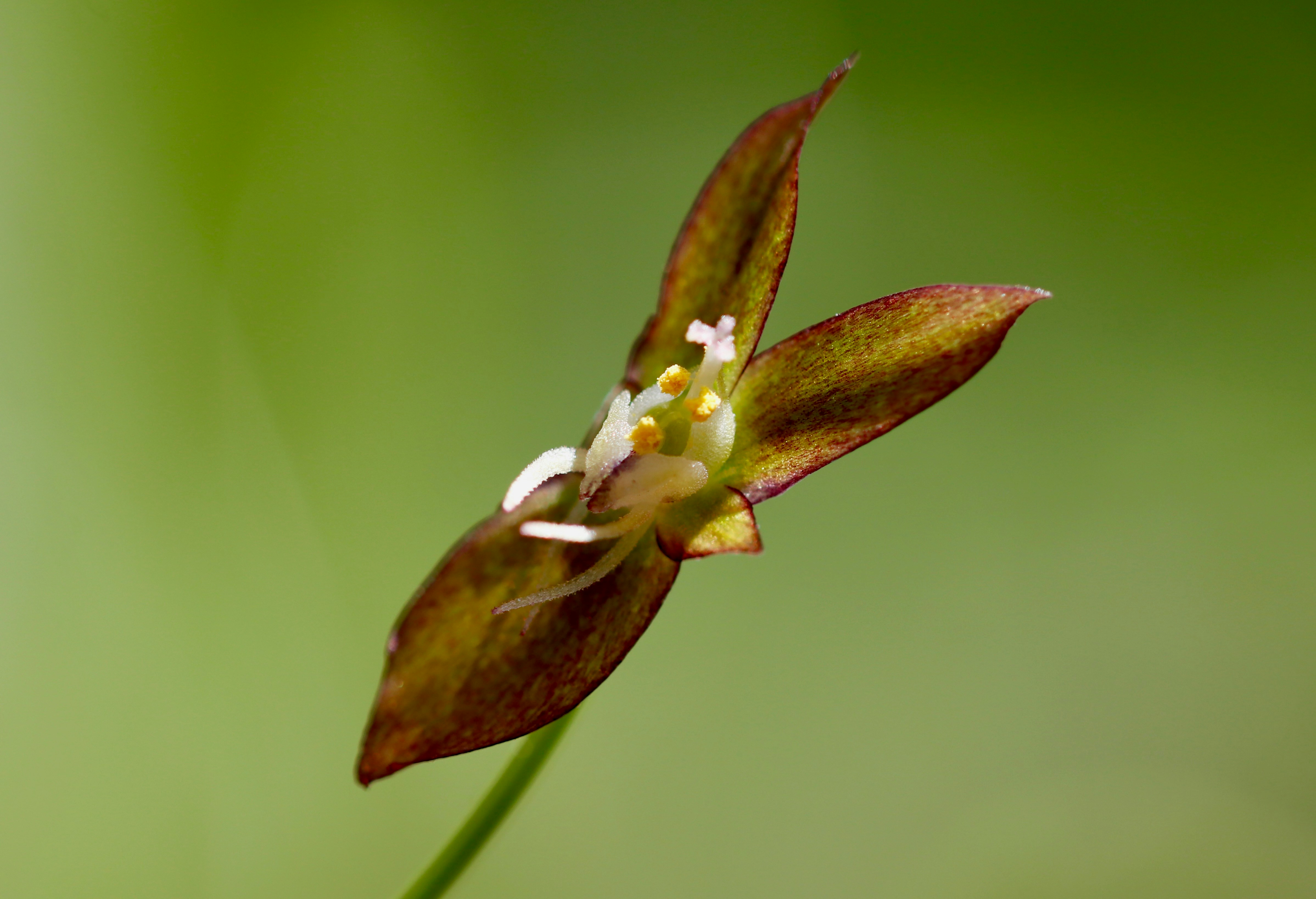 Delicate Orchid in Soft Focus Green