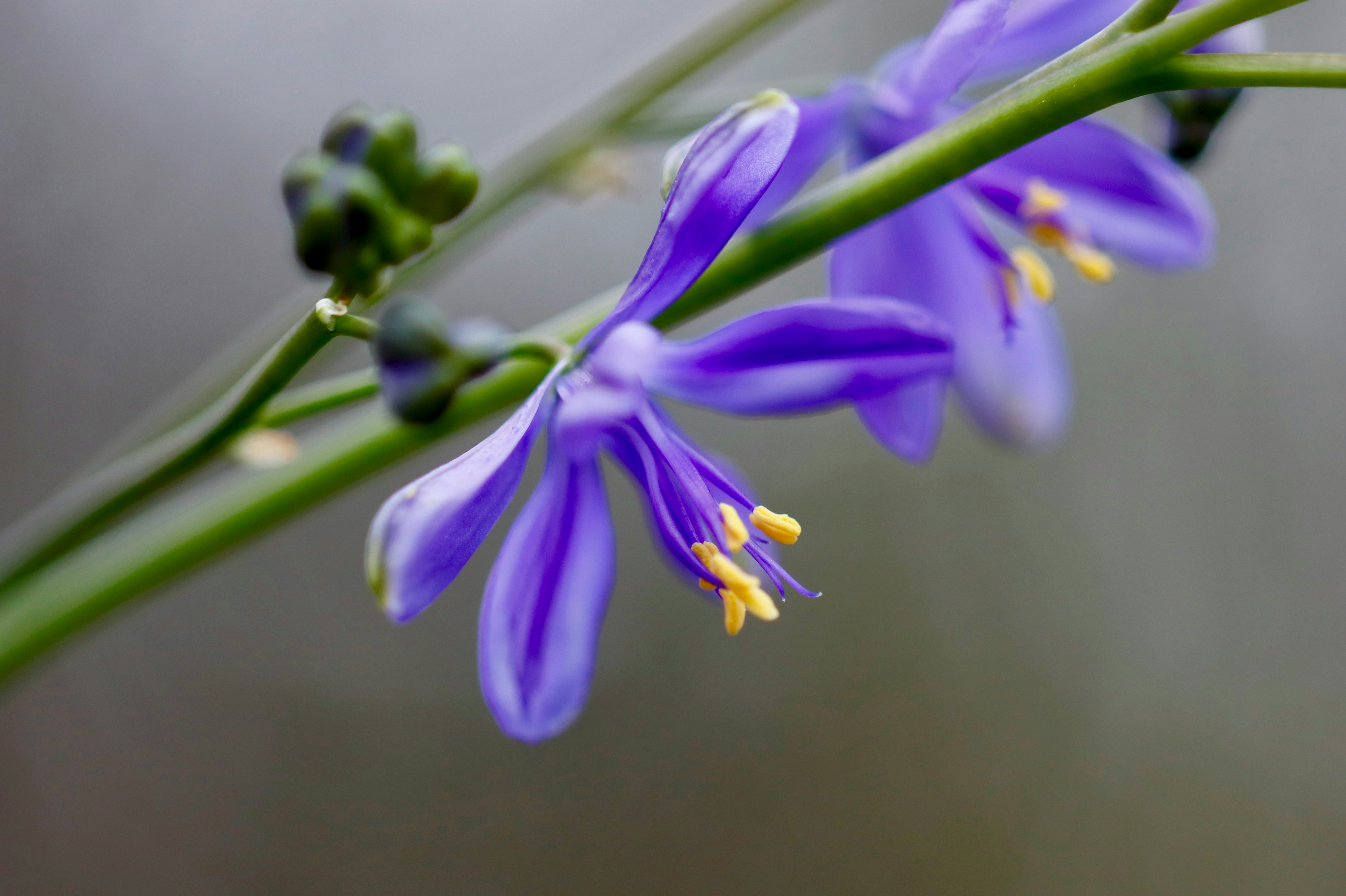 Purple Stamen Symphony: A Delicate Bloom in Focus