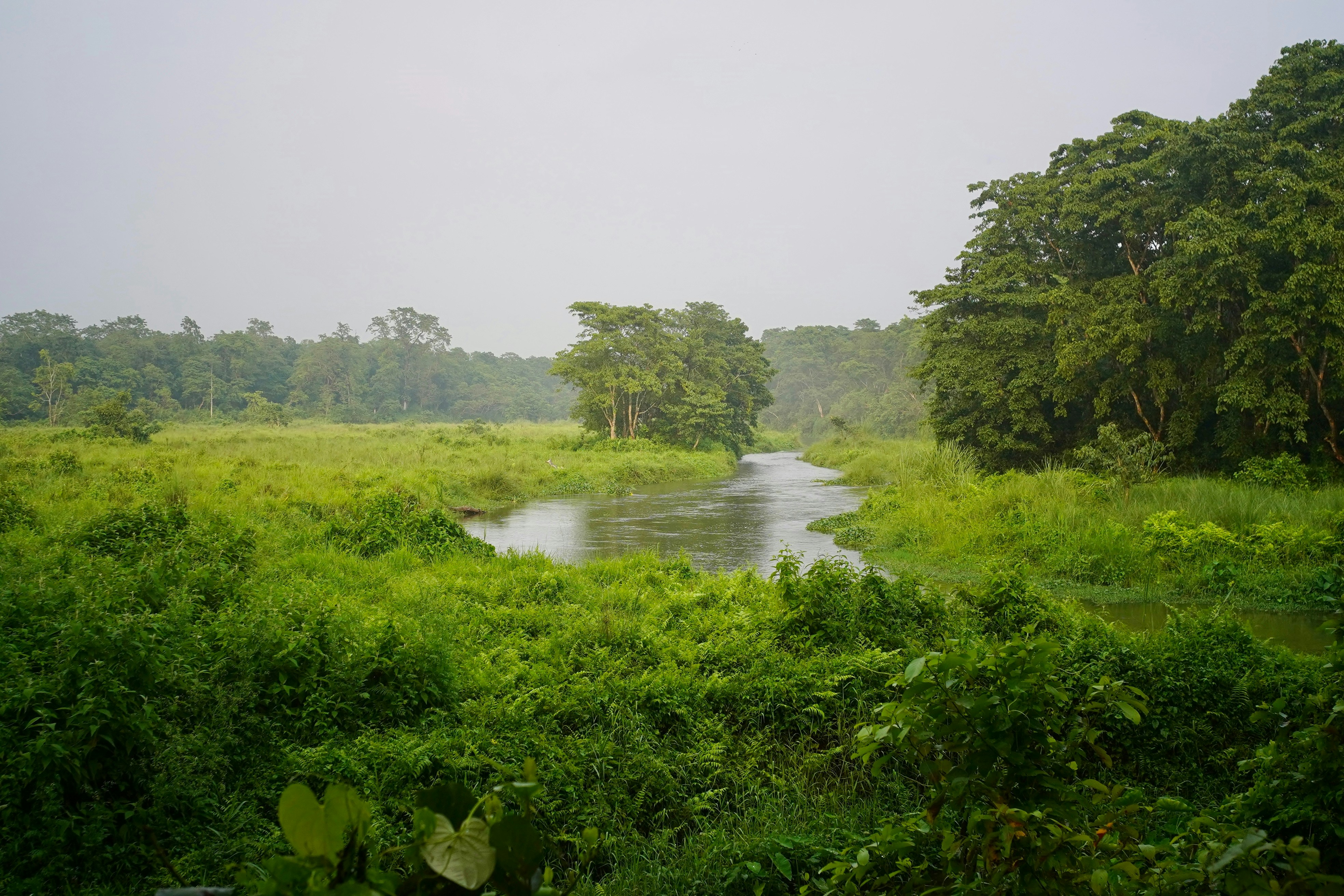 Quiet River Corridor Through Green Marsh