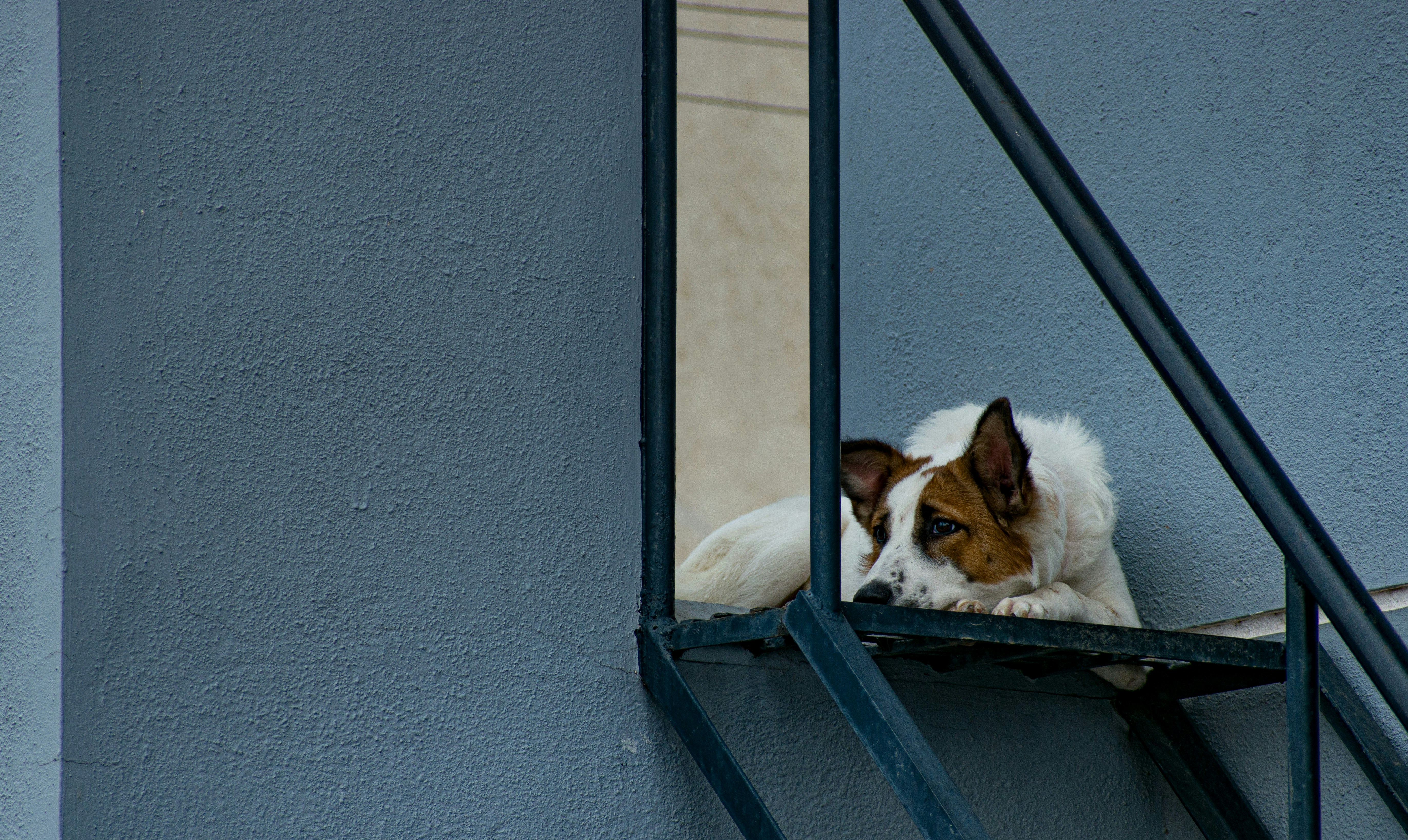 Breed of Shadow: A Calm Paws on a Fire-West Balcony