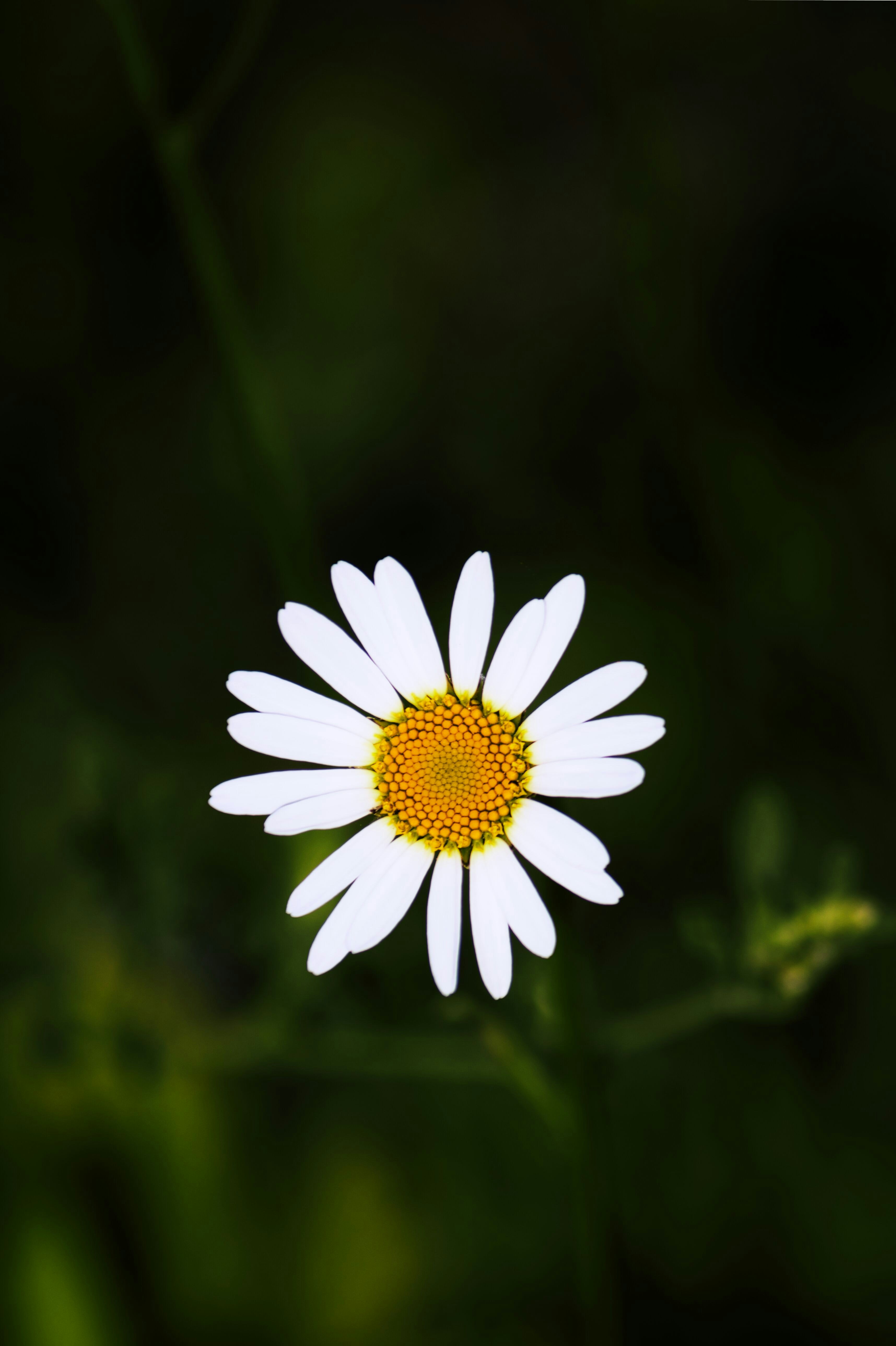 Daisy in Focus: Central Petal Spotlight