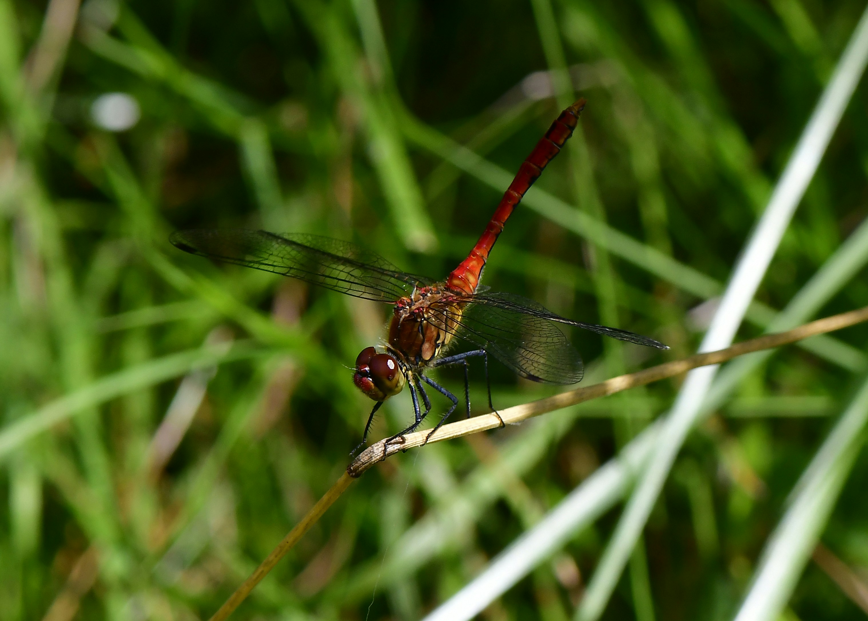 Crimson Dragonfly on a Grass Stage