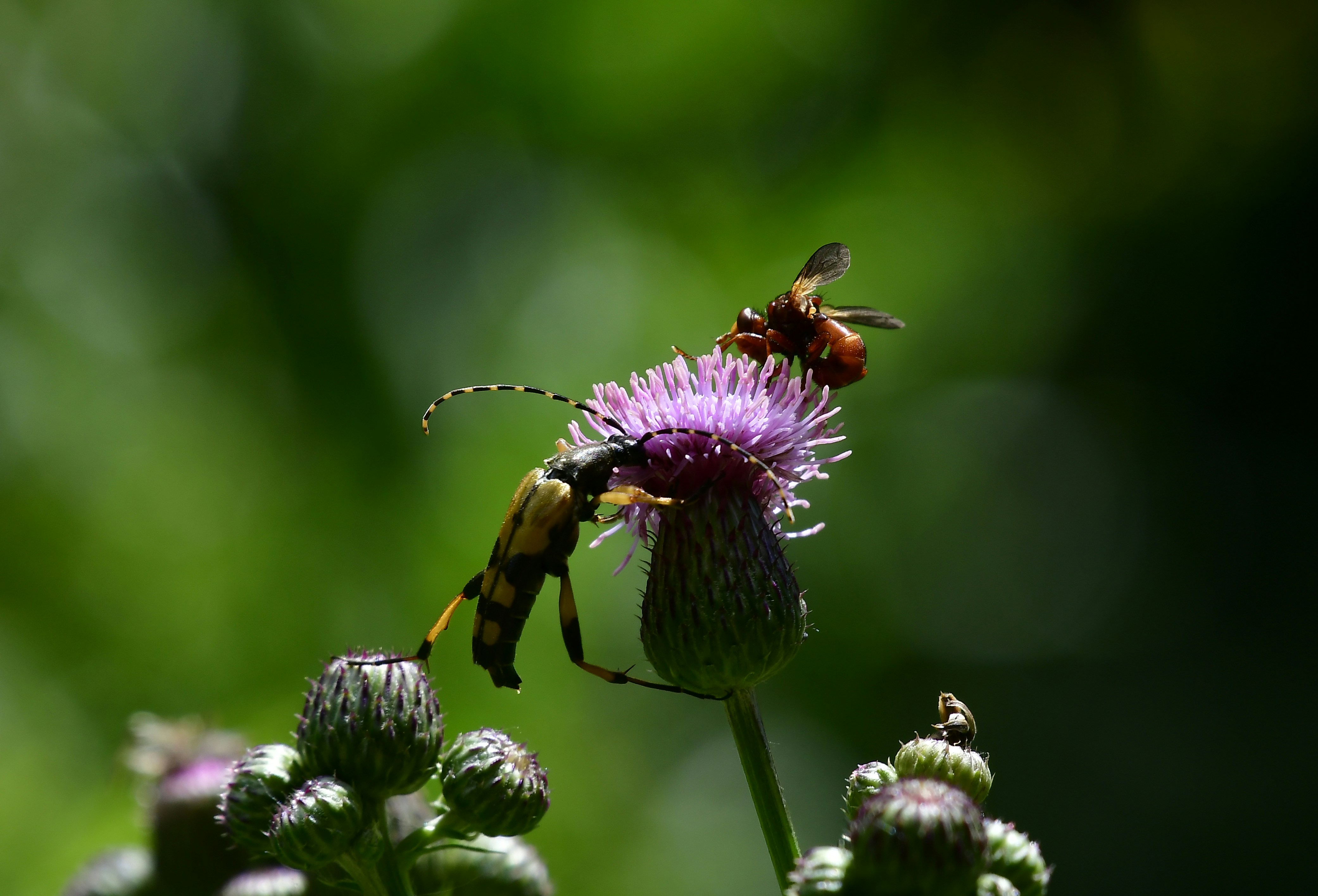 Hovering Contrast: A Hornet on a Magenta Blossom