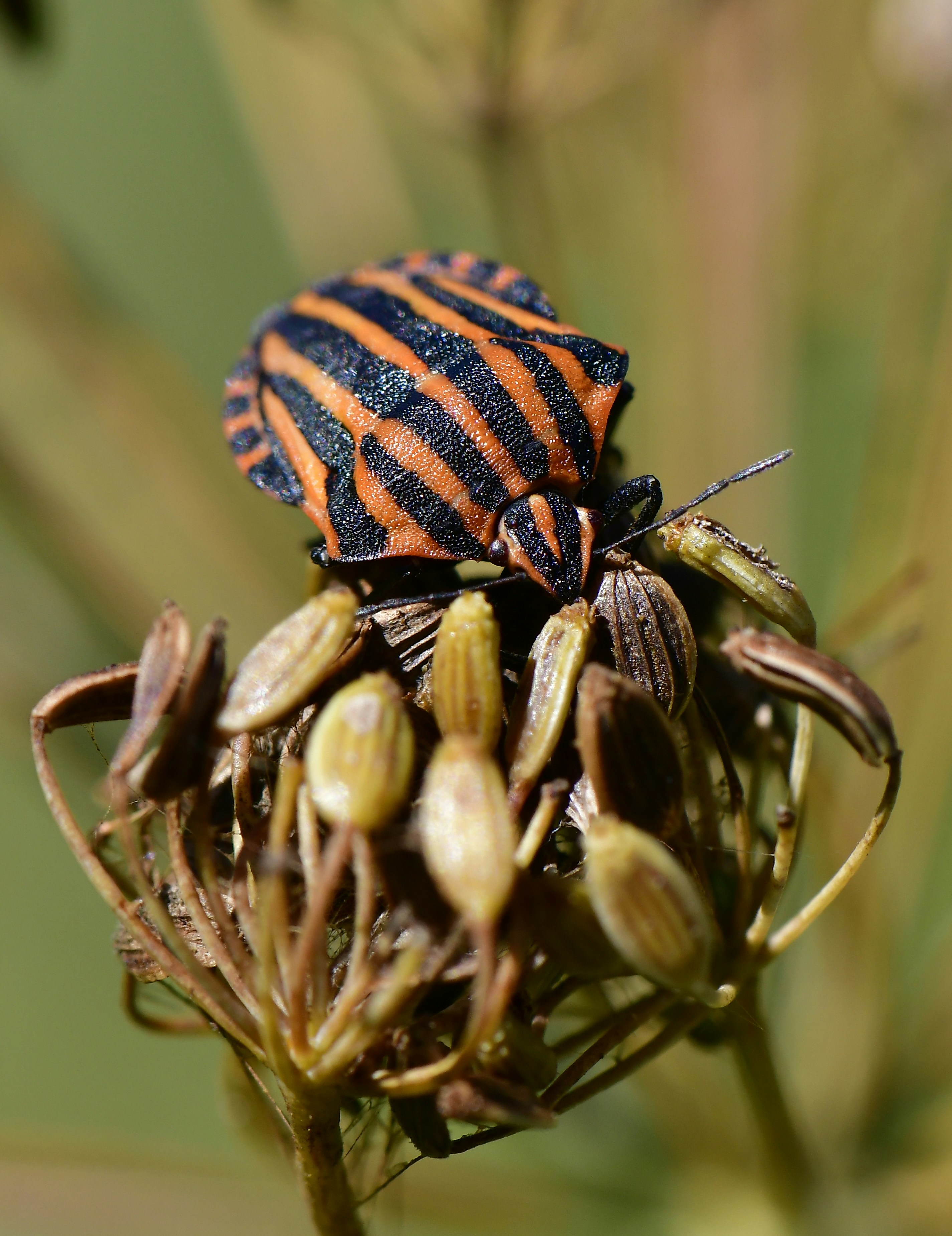 Bright orange-and-black shield bug perched atop a seed head, macro detail revealing vivid stripes and fine texture against soft green stems.