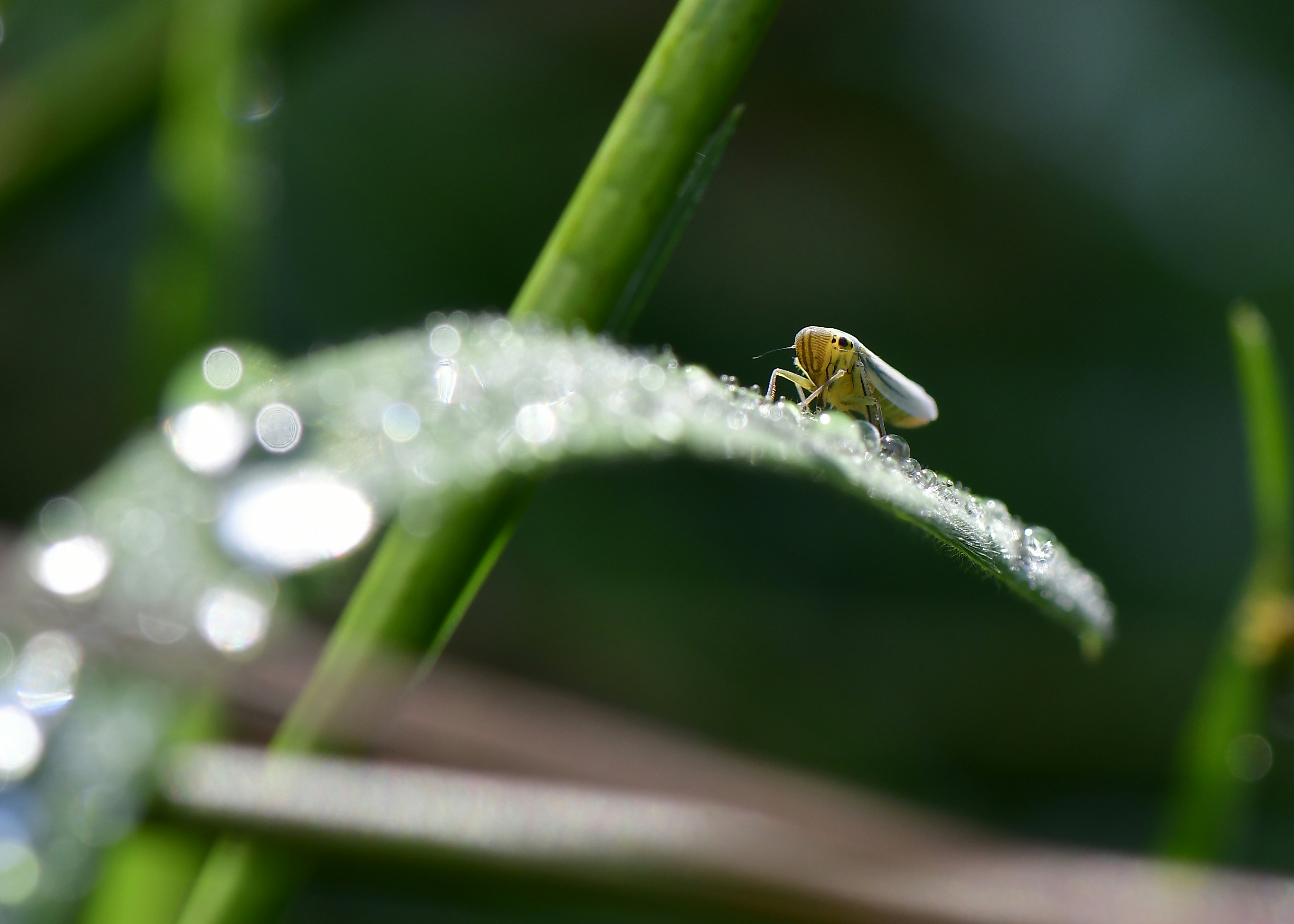 Dew-kissed Leaf Scout: A Tiny Hopper in Morning Light