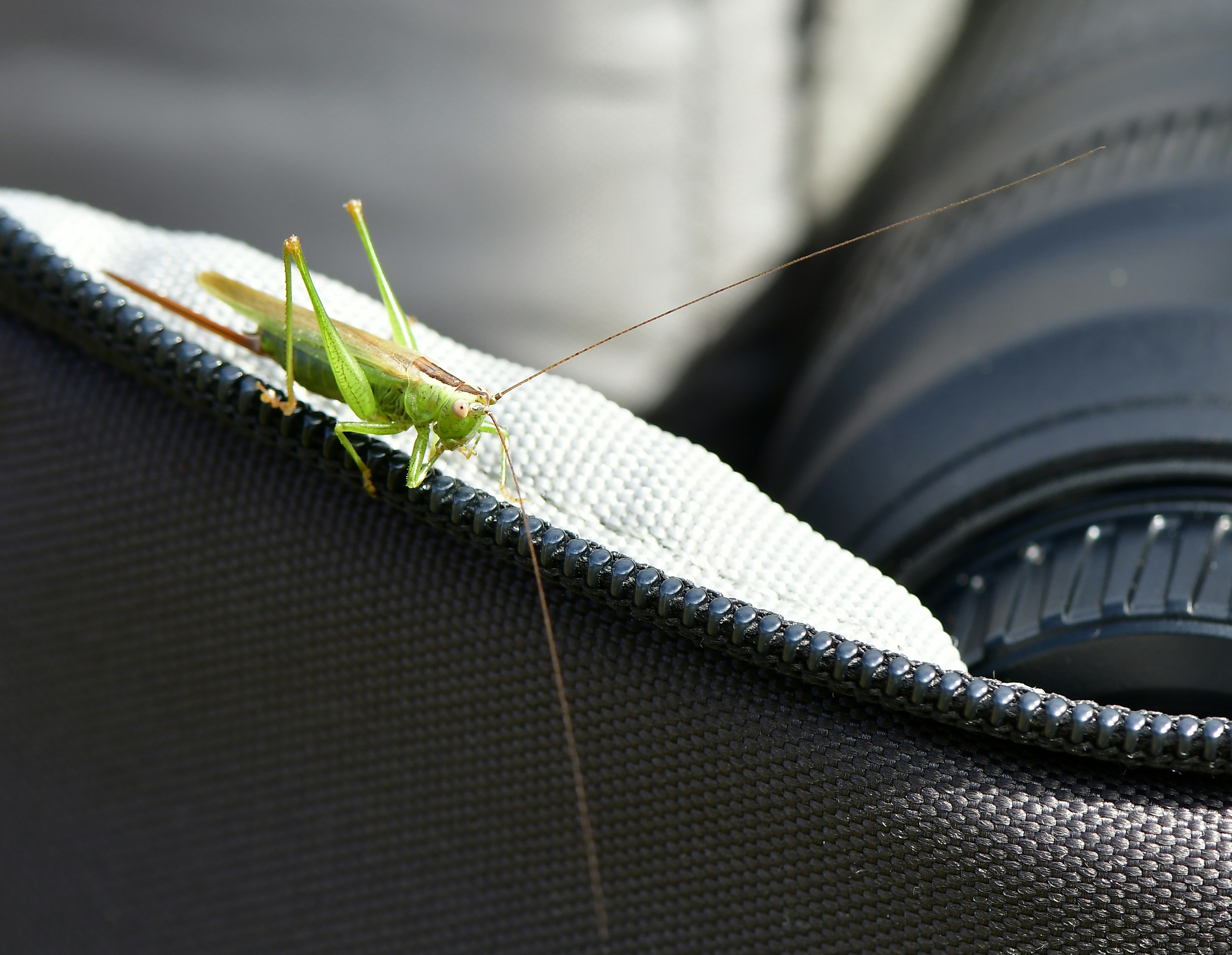 Grasshopper on a Camera Bag: A Tiny Climbing Moment