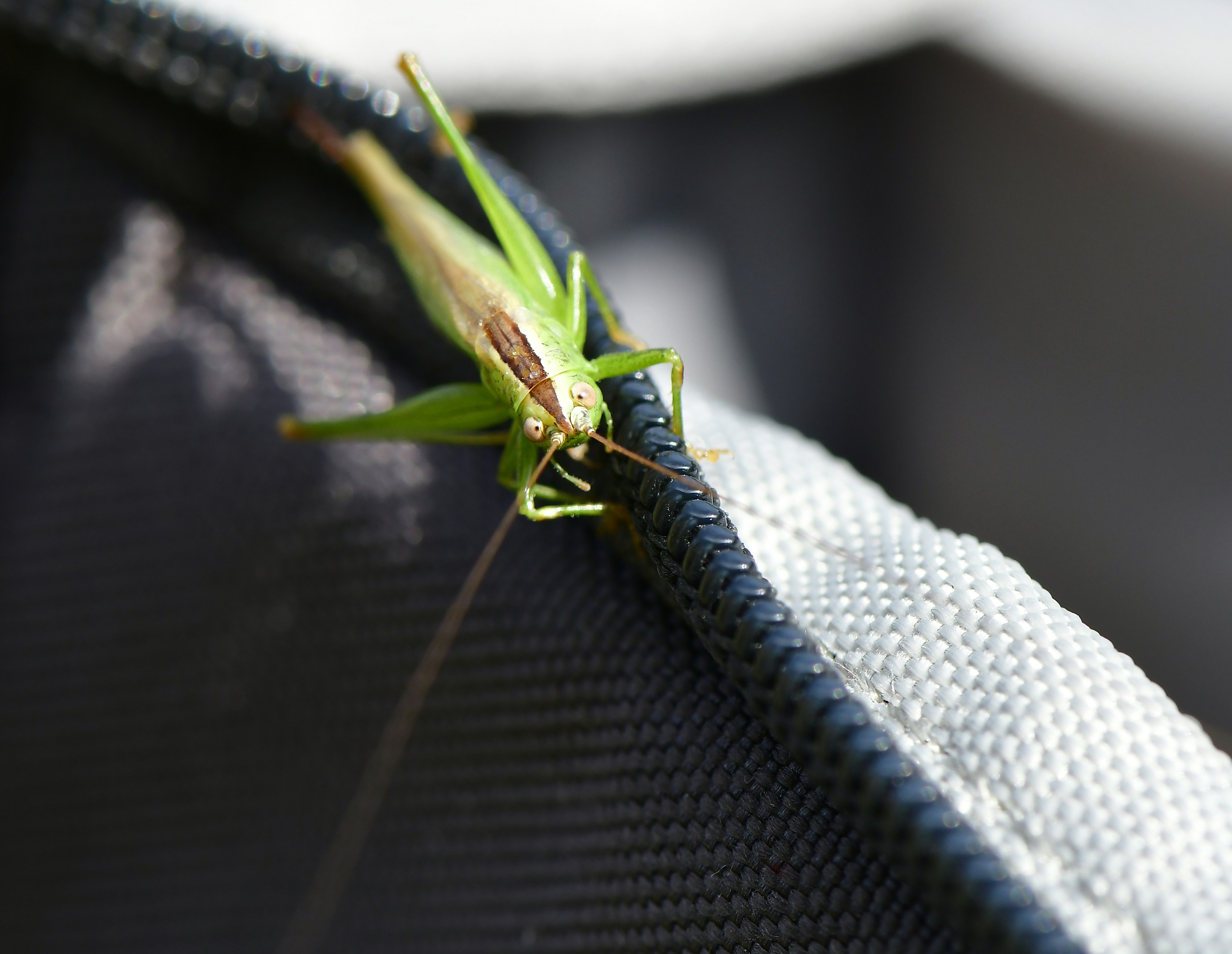 Green Prong Beetle on Fabric Edge