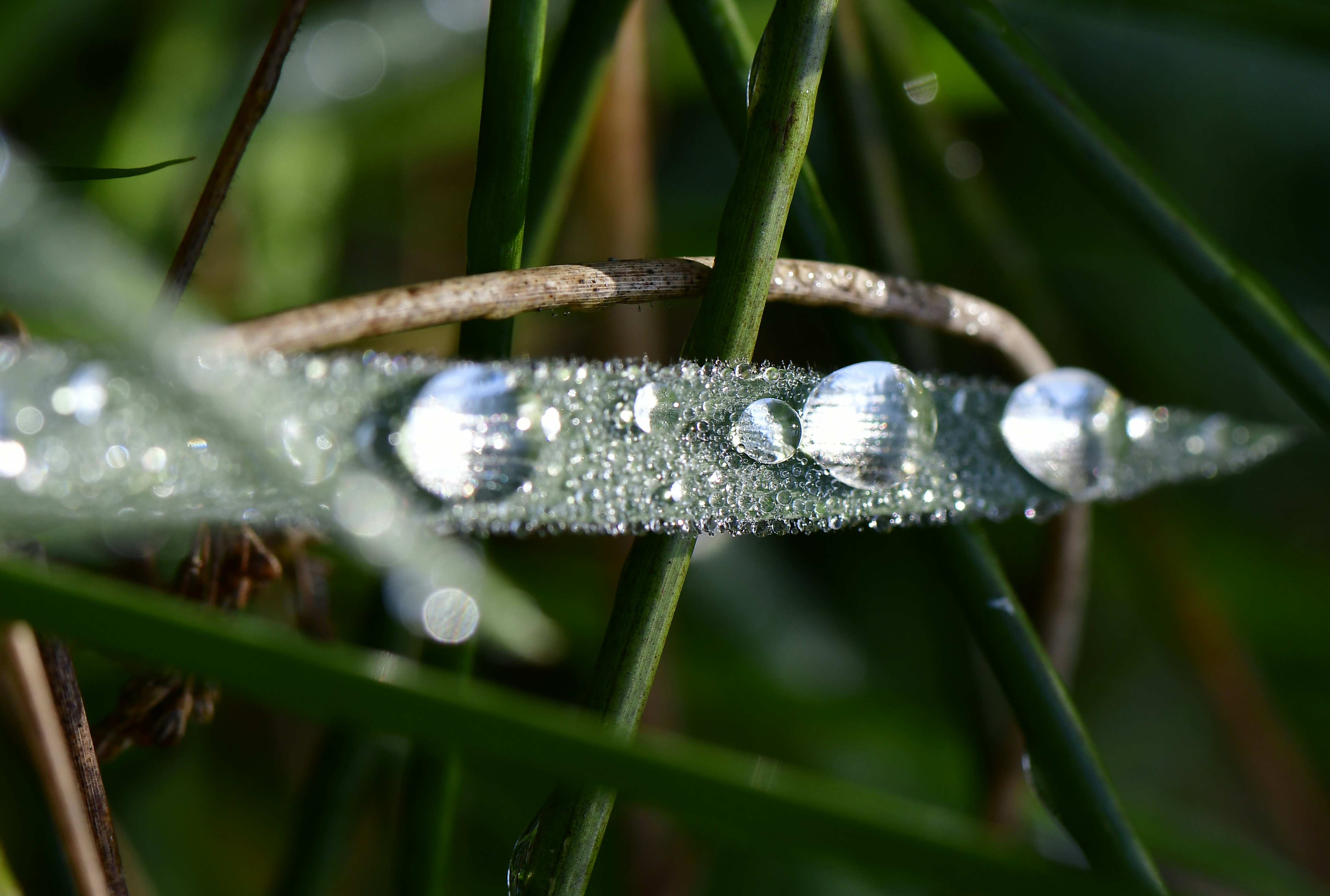Dew-kissed Blade: Macro Moment on a Grass Surface