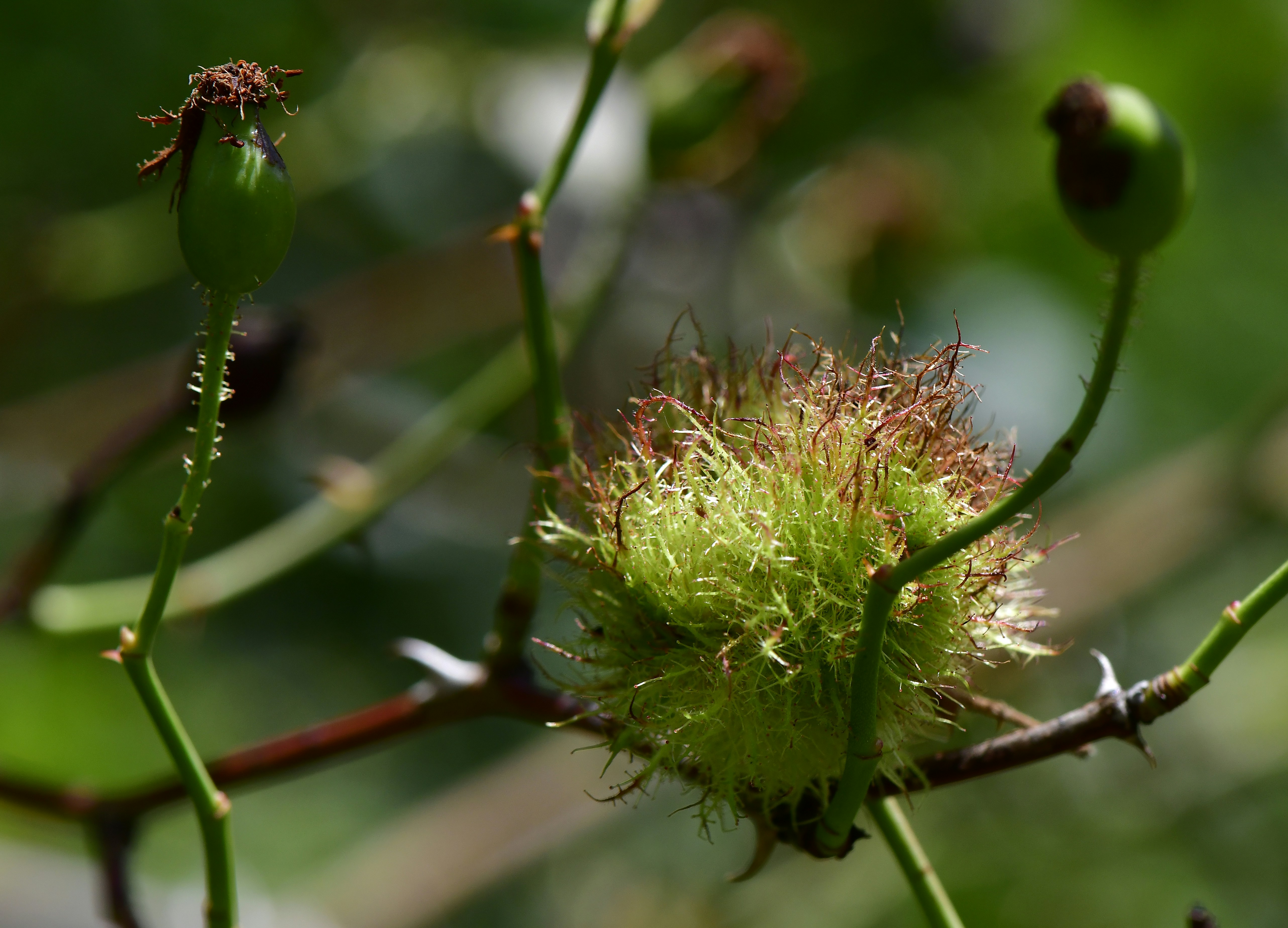 Green, fuzzy seed capsule in a garden foreground with soft bokeh and surrounding buds.