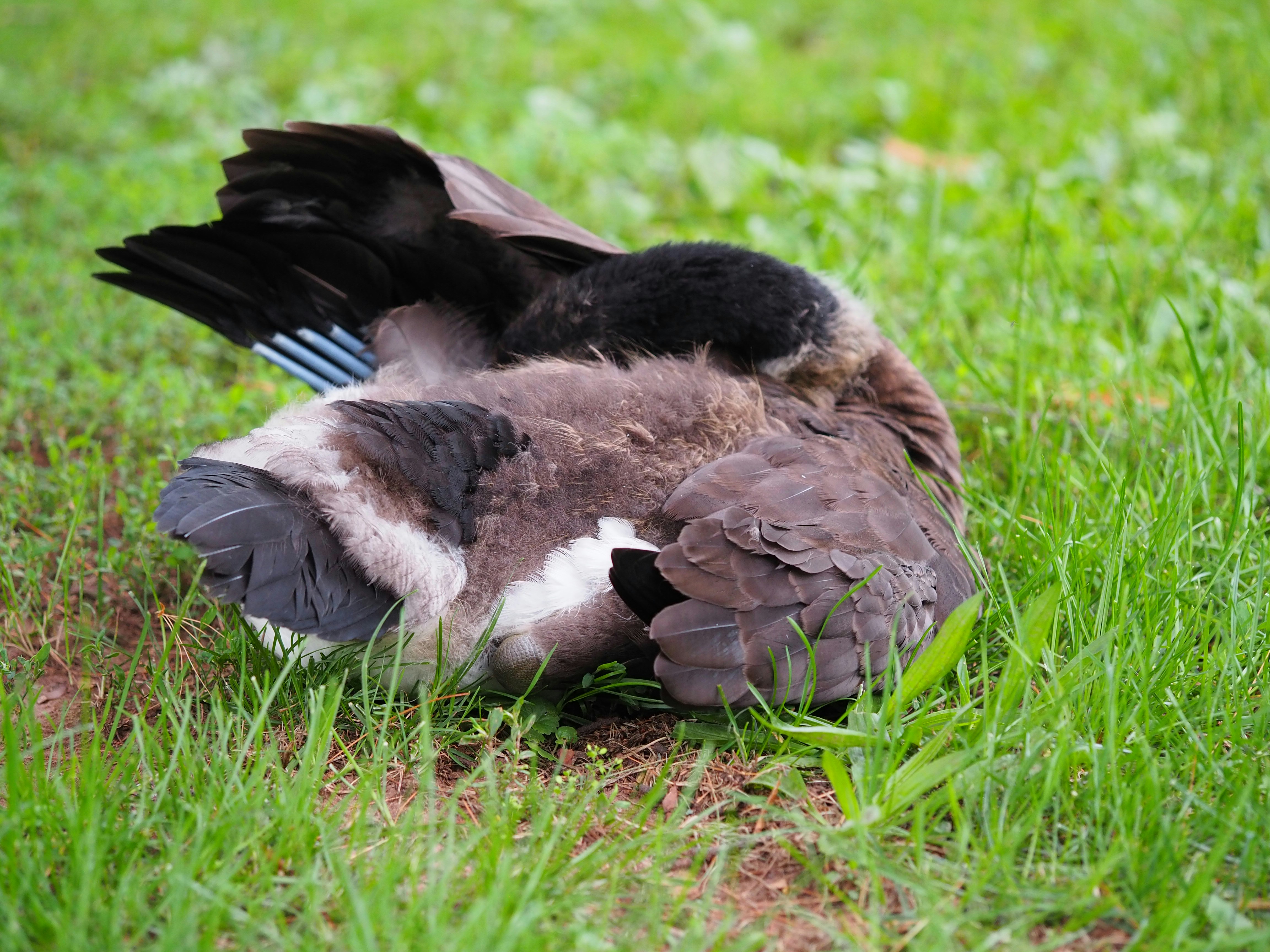 Pair of Ducks Resting in Cool Green Grasses