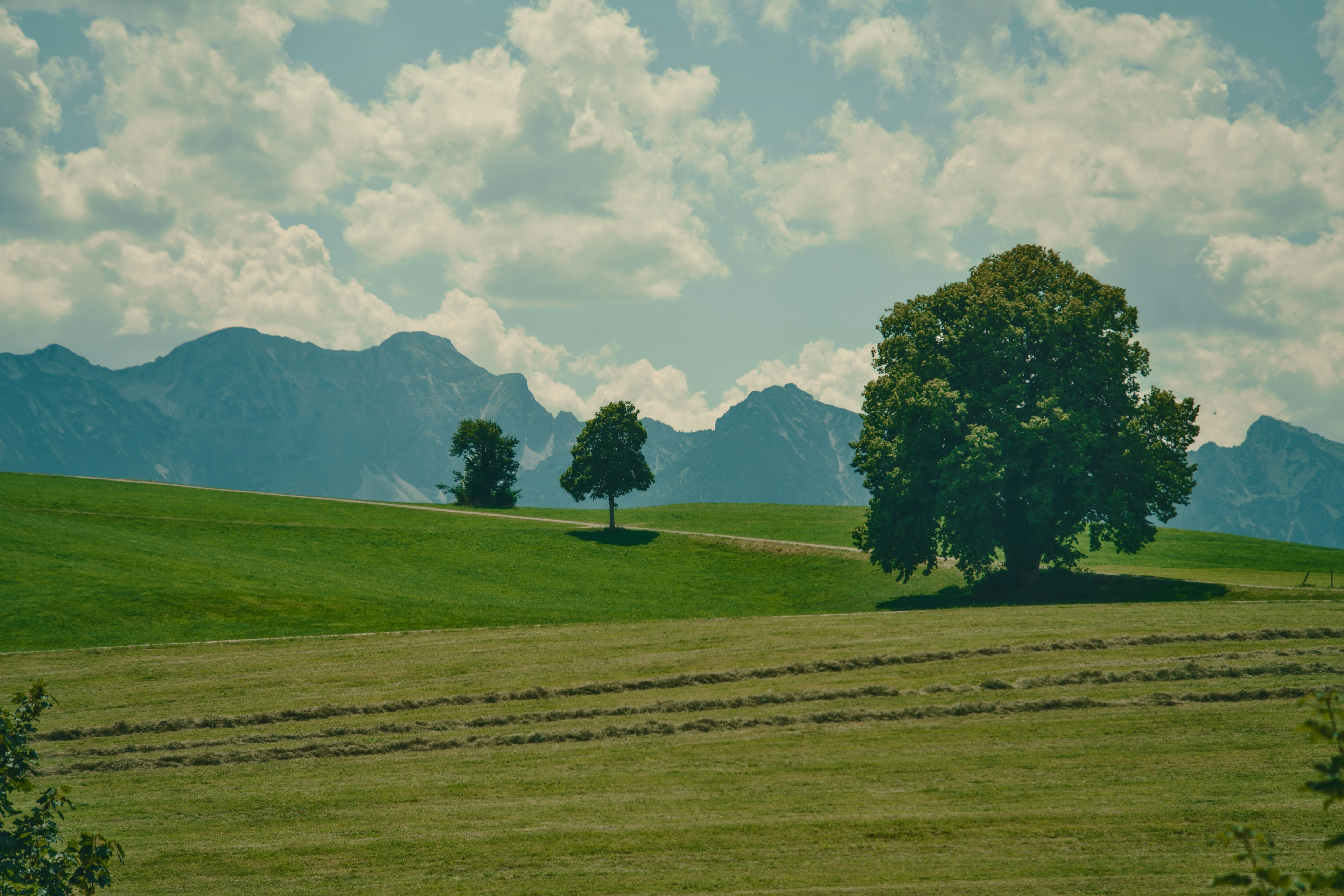 Three trees on a green hillside with distant mountains under a cloudy sky