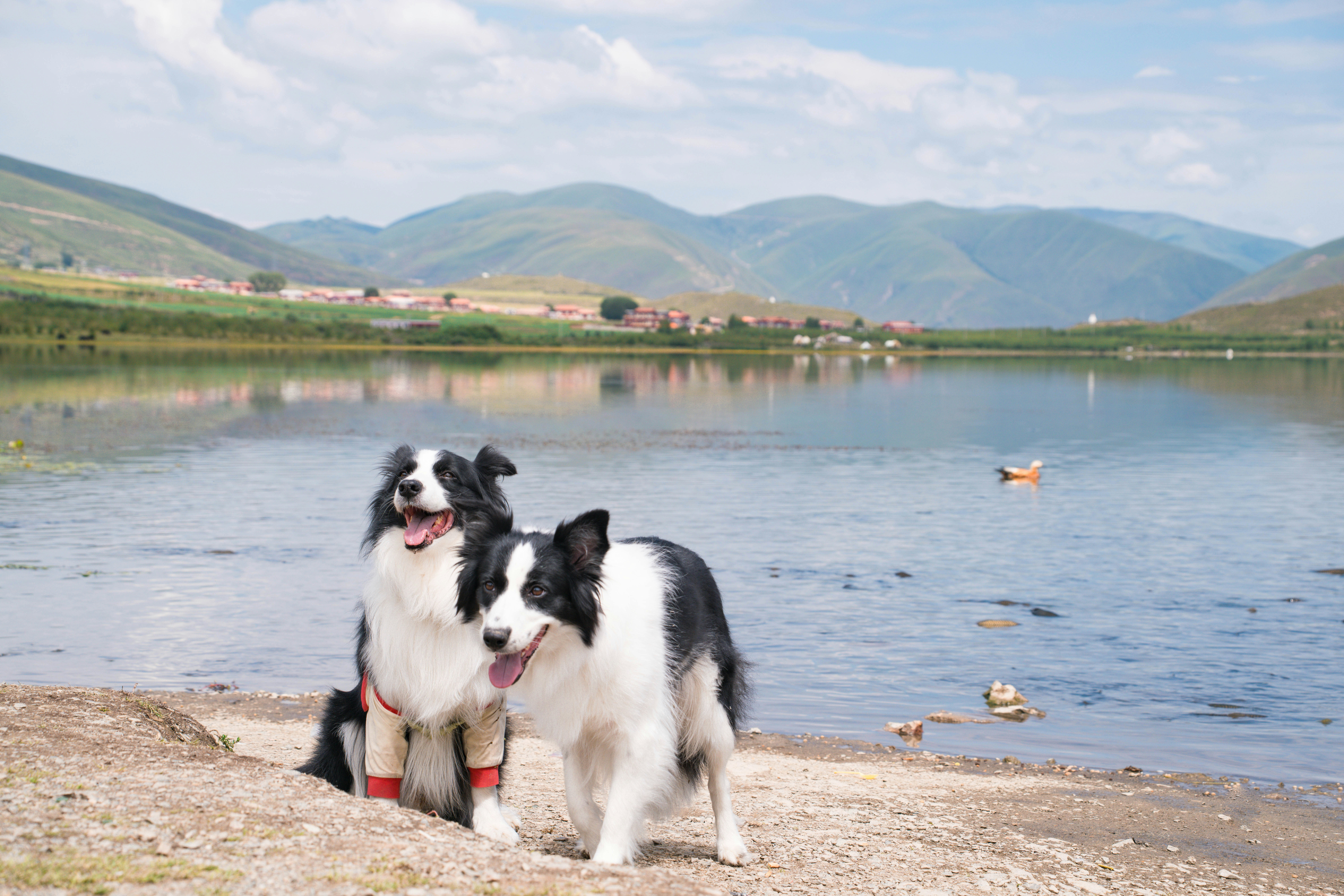 Twin Border Collies at the Water's Edge
