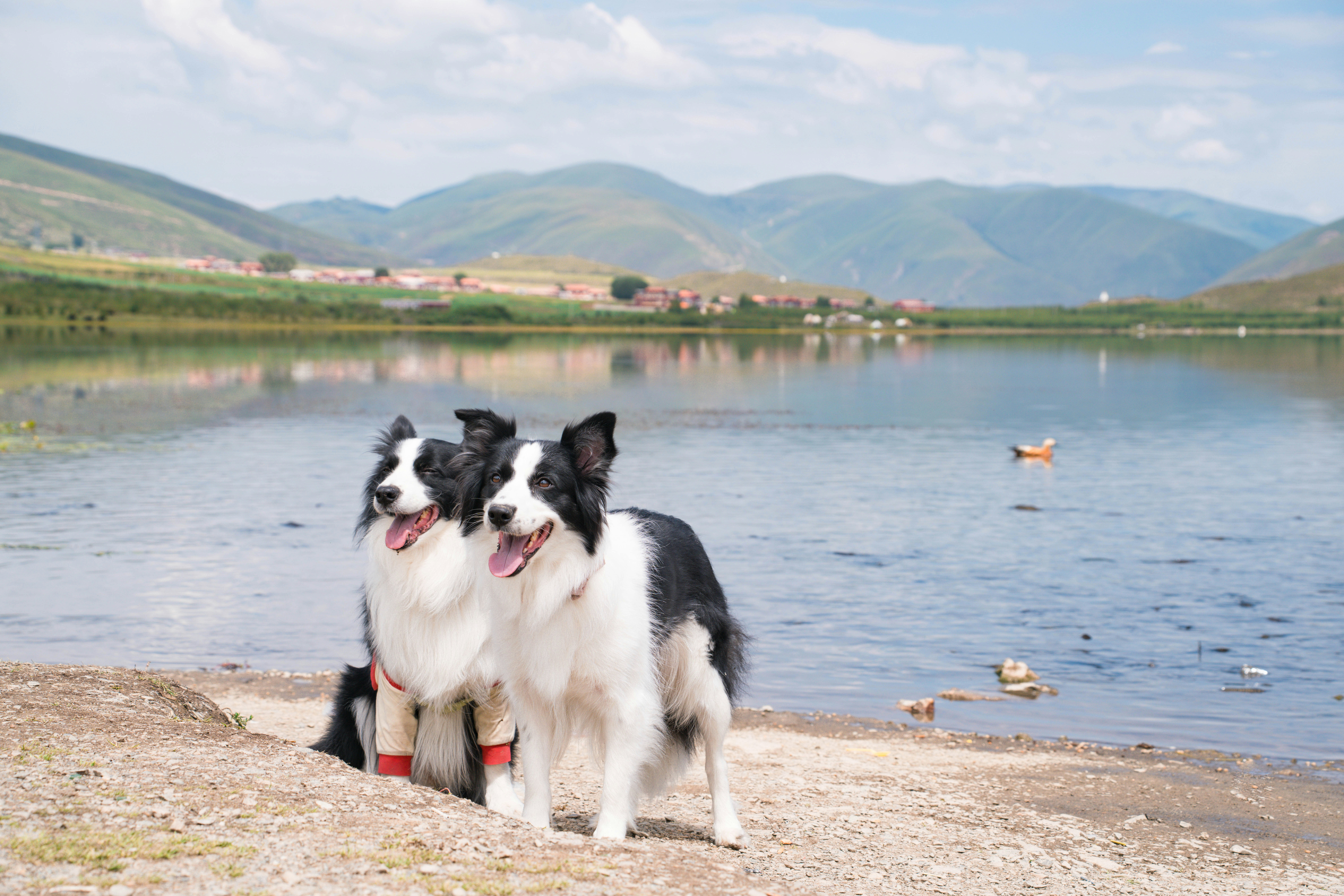 Two Border Collies at the Water's Edge under Wide Valleys