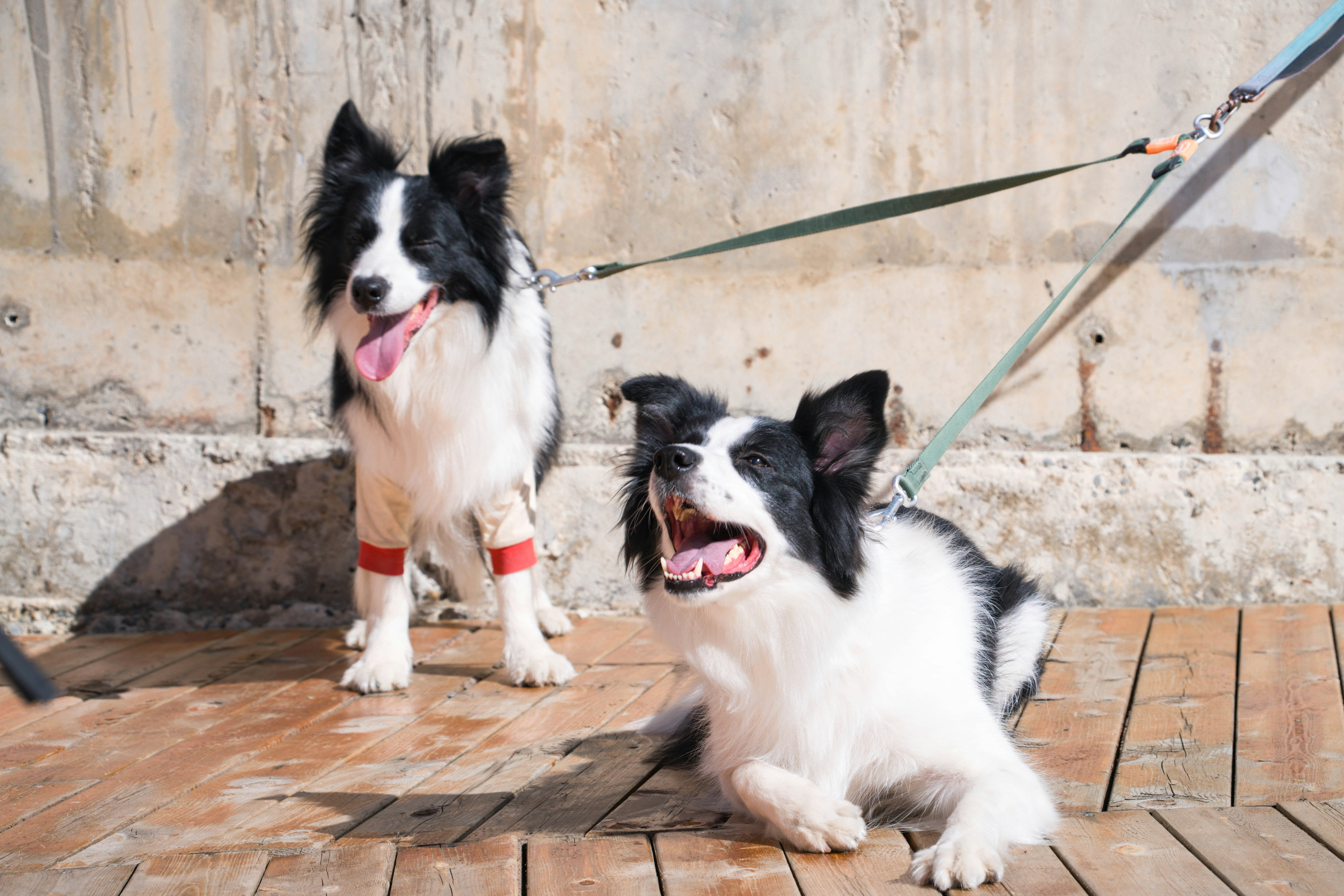 Two Playful Border Collies Tugging at Sunshine on a Wooden Platform