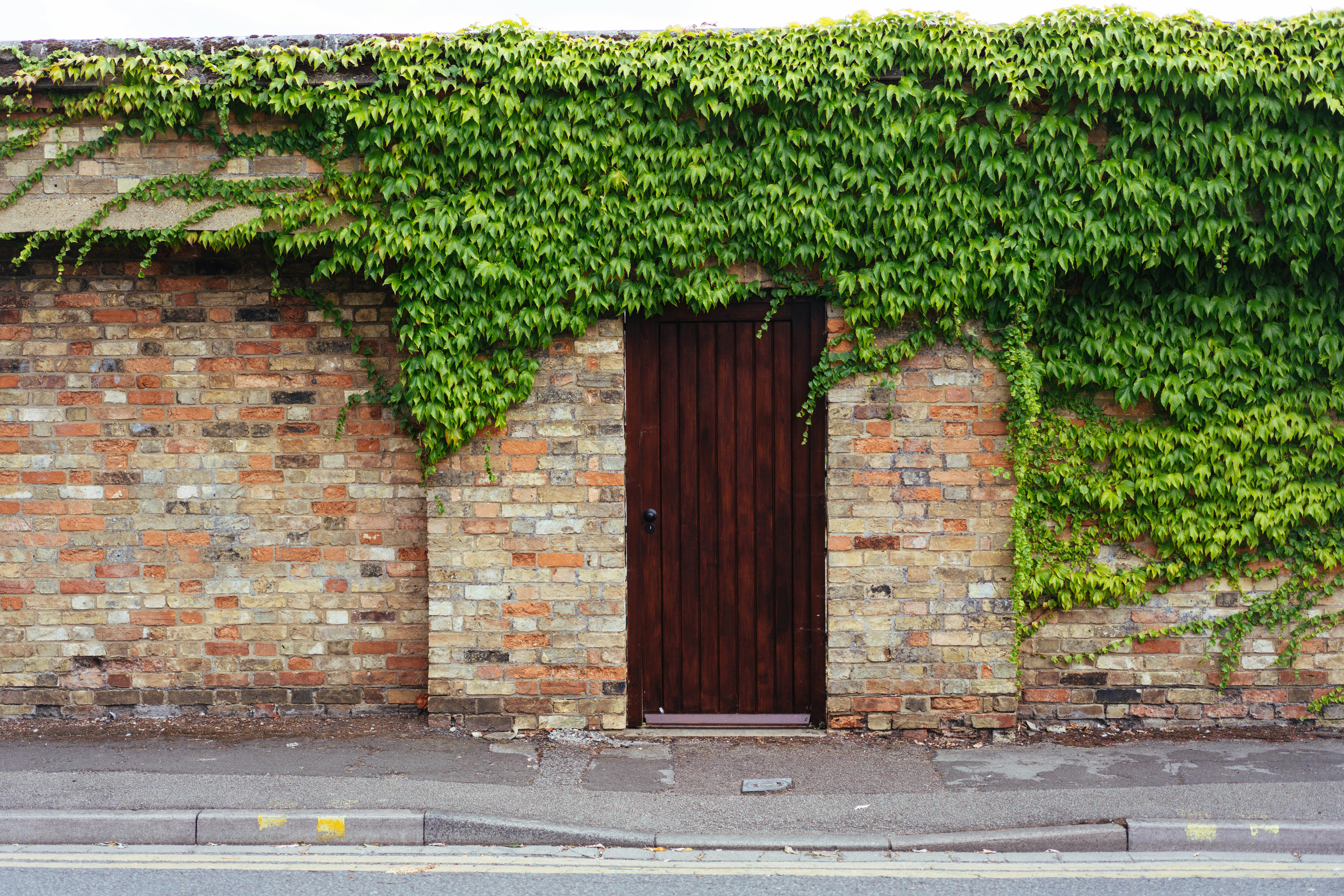 Weathered Brick Wall with Ivy-Frame Doorway