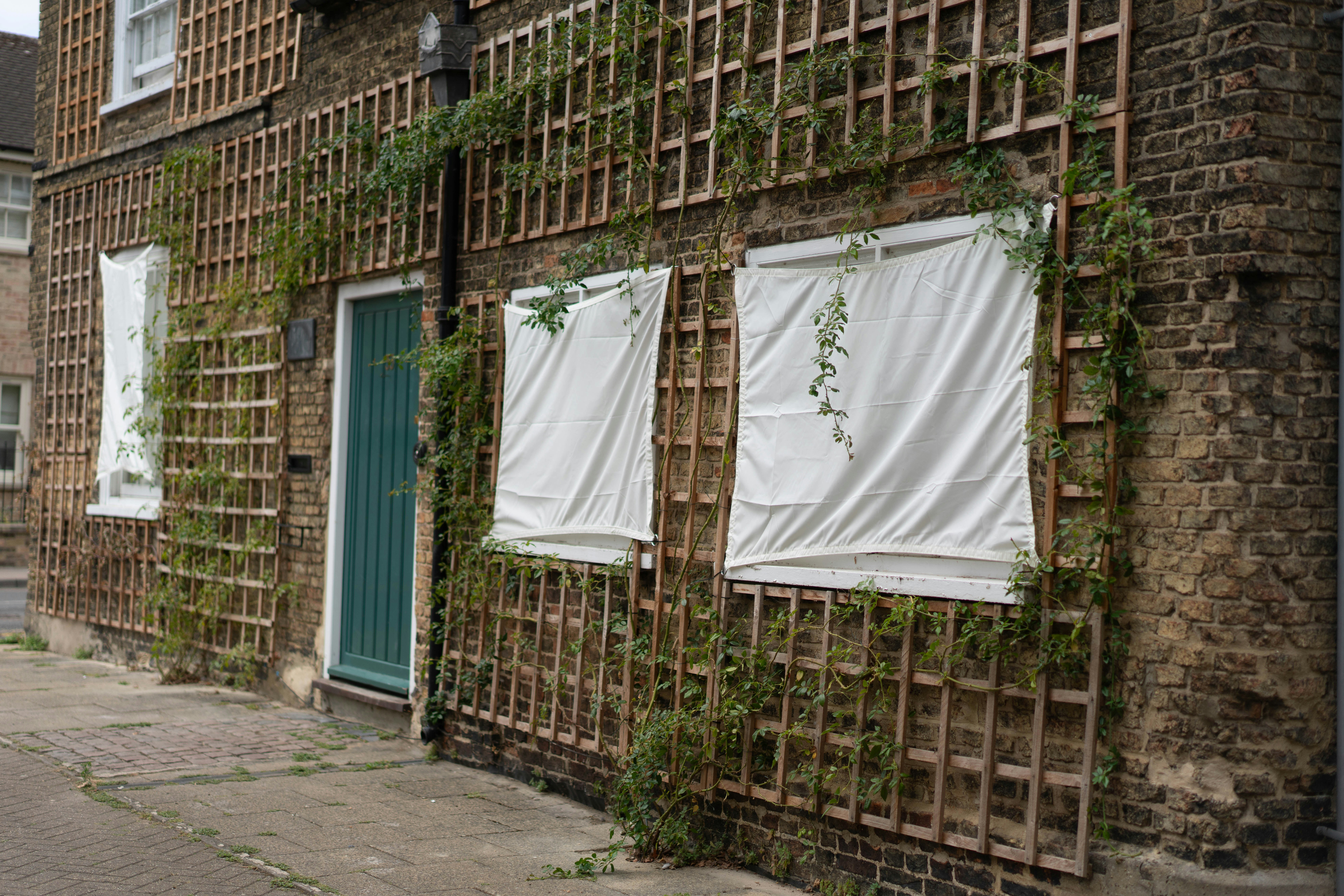 Vines on a Timeworn Brick Facade