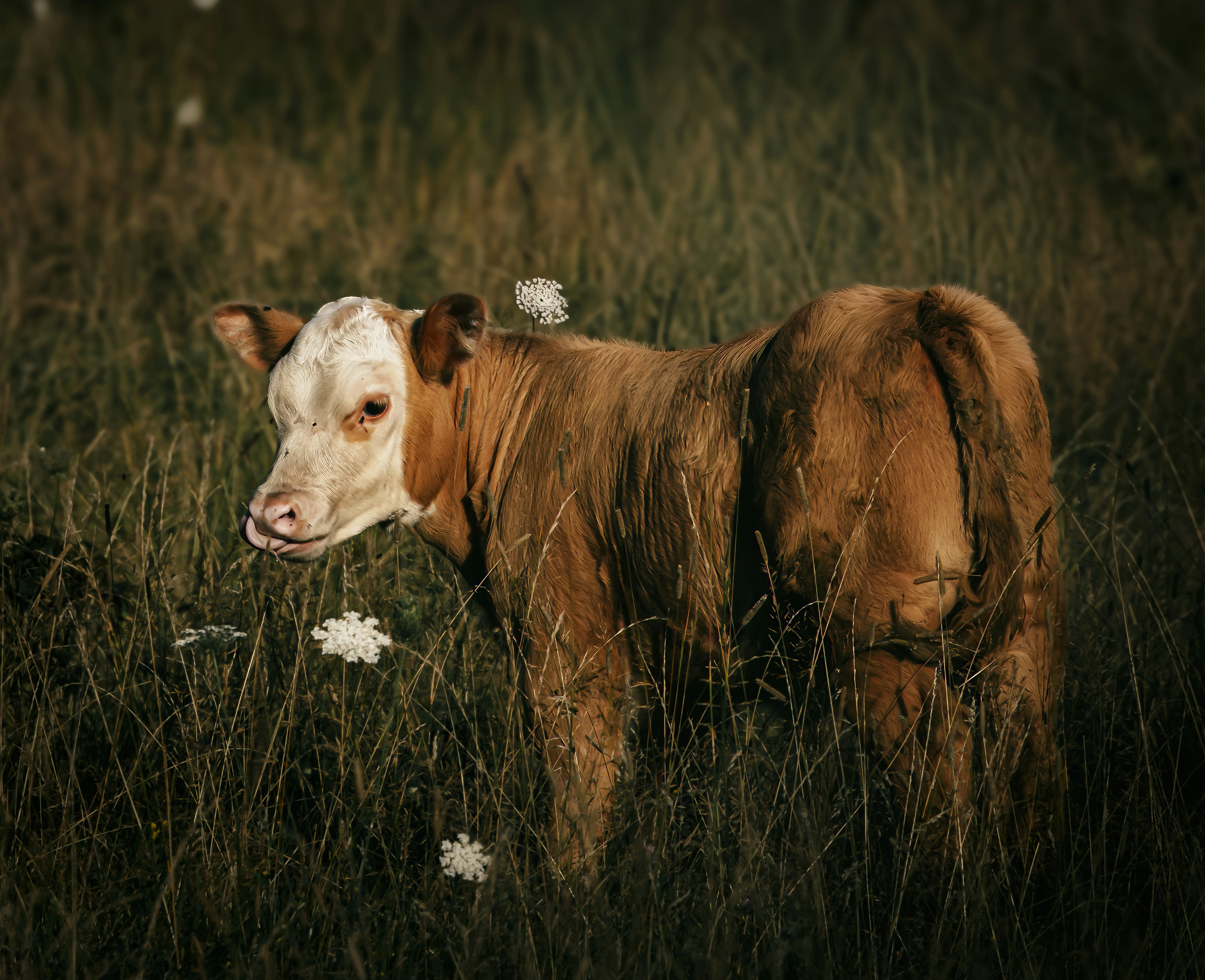 White-faced calf in sunlit meadow chasing a dandelion