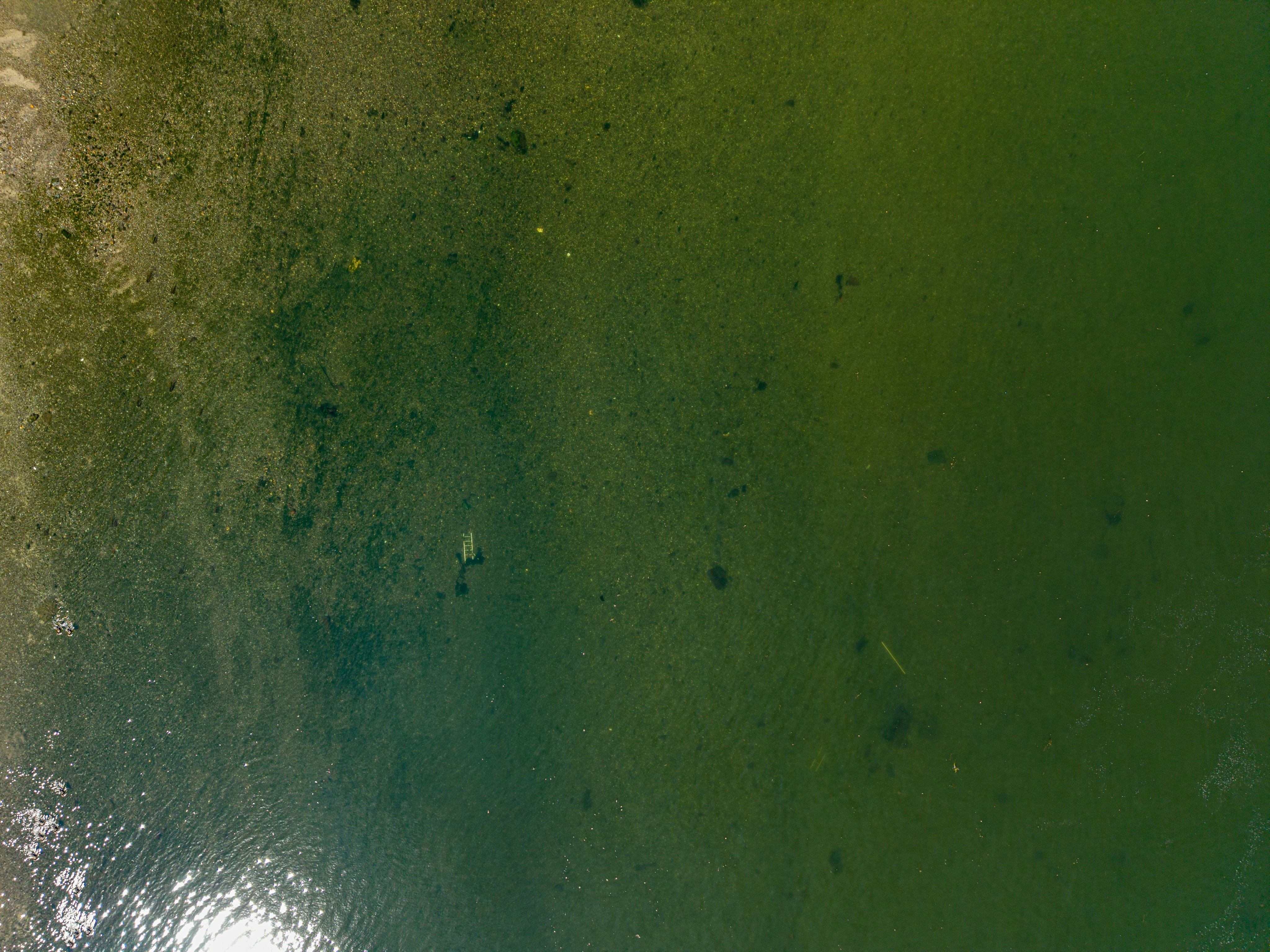 Shaded Green Surface: Submerged Details in Sunlit Water