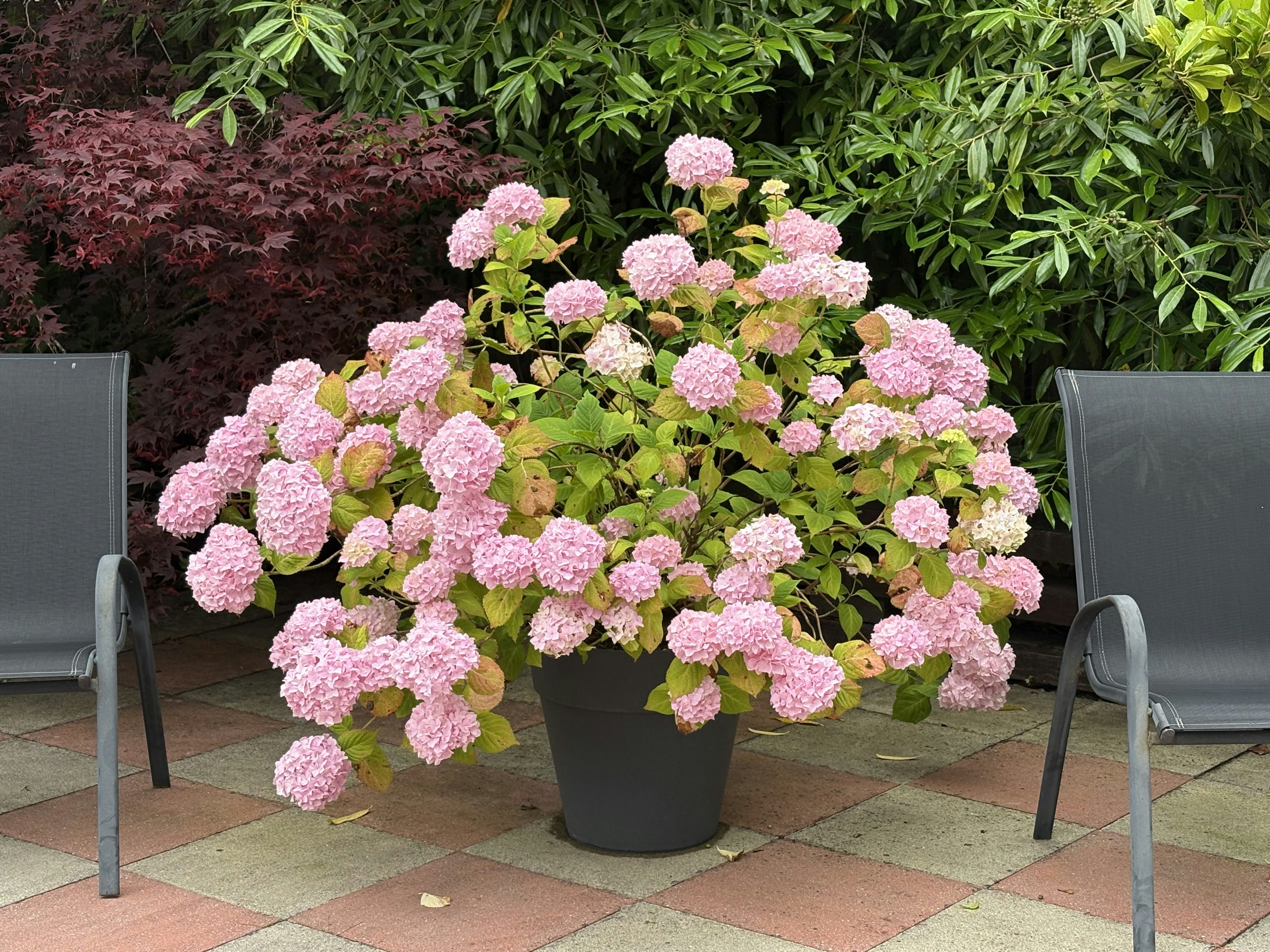 Hydrangea Canopy Between Garden Chairs