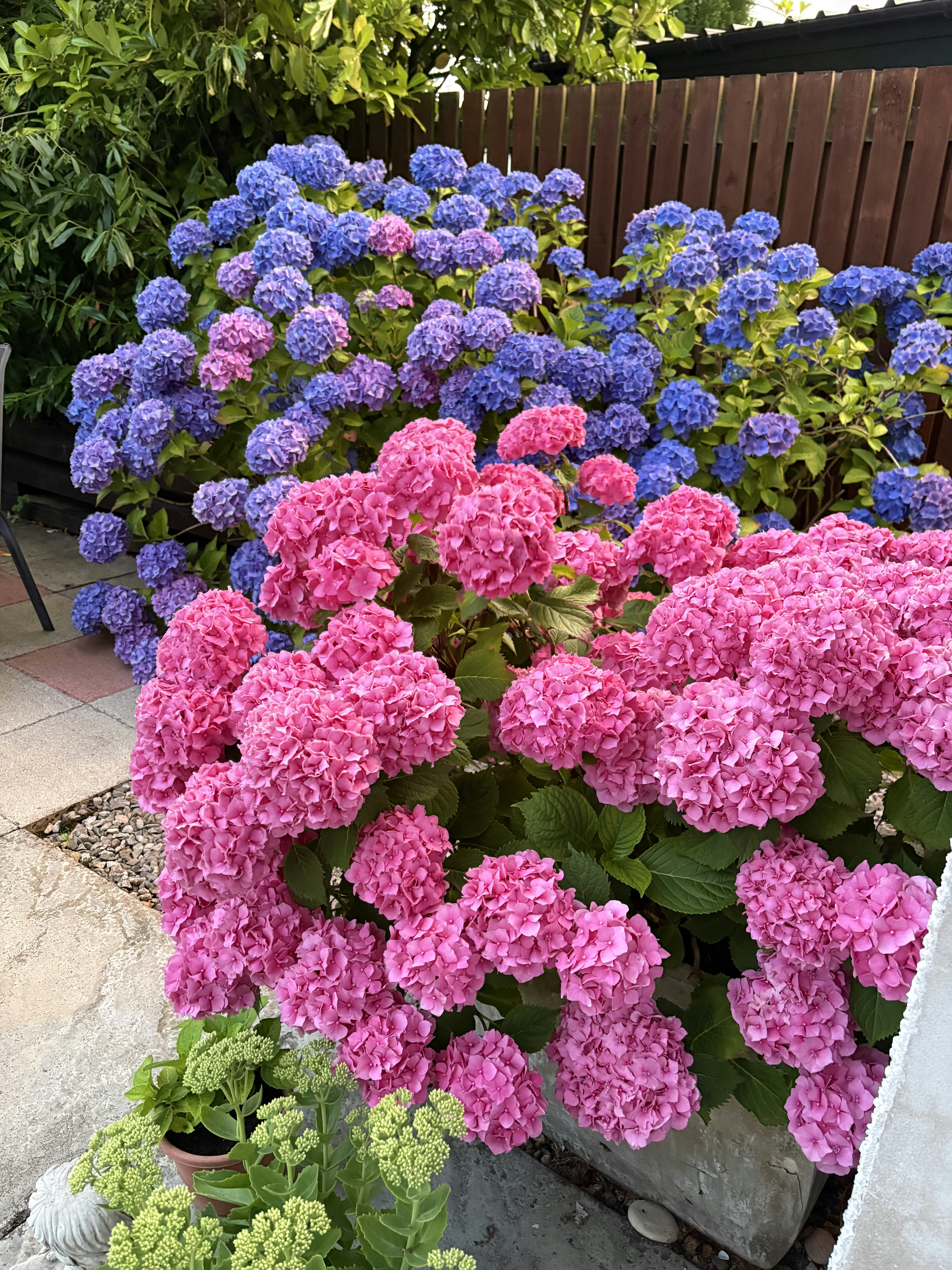 Hydrangea Corner: Pink and Blue Blooms Framing a Garden Path