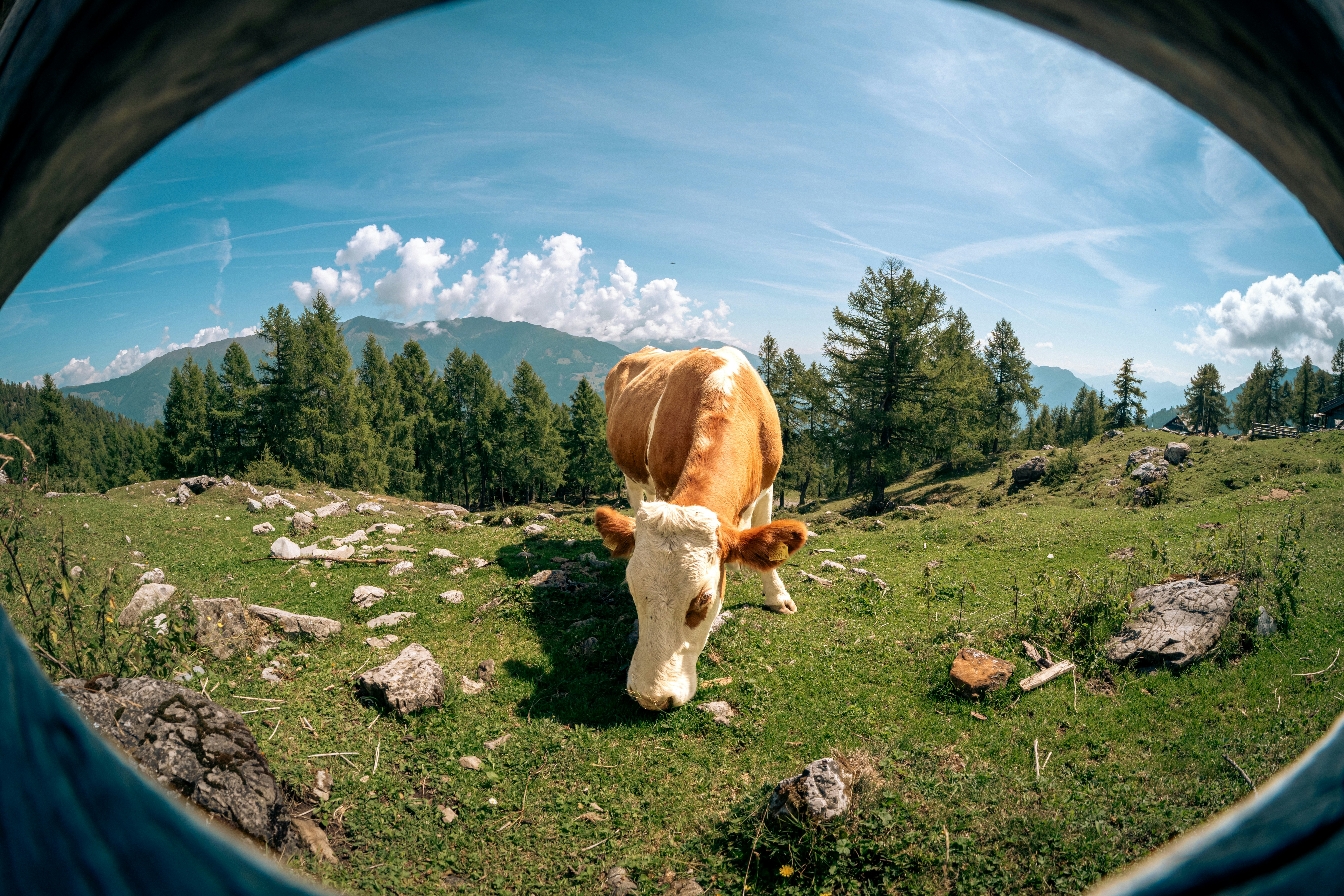 Curious Cow in a Panoramic Alpine Meadow
