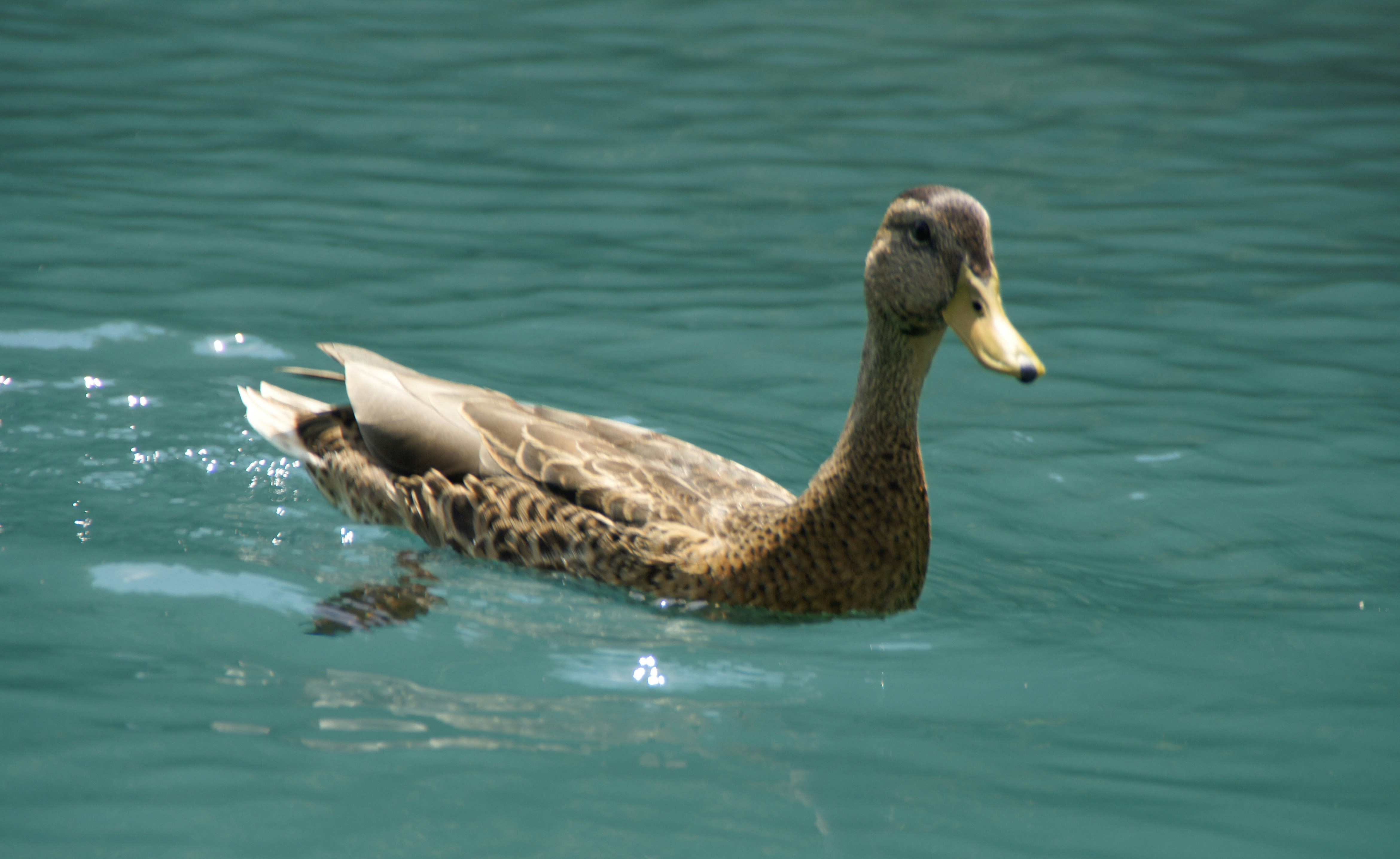 Turquoise Wake: A Duck Gliding Across Sunlit Still Water