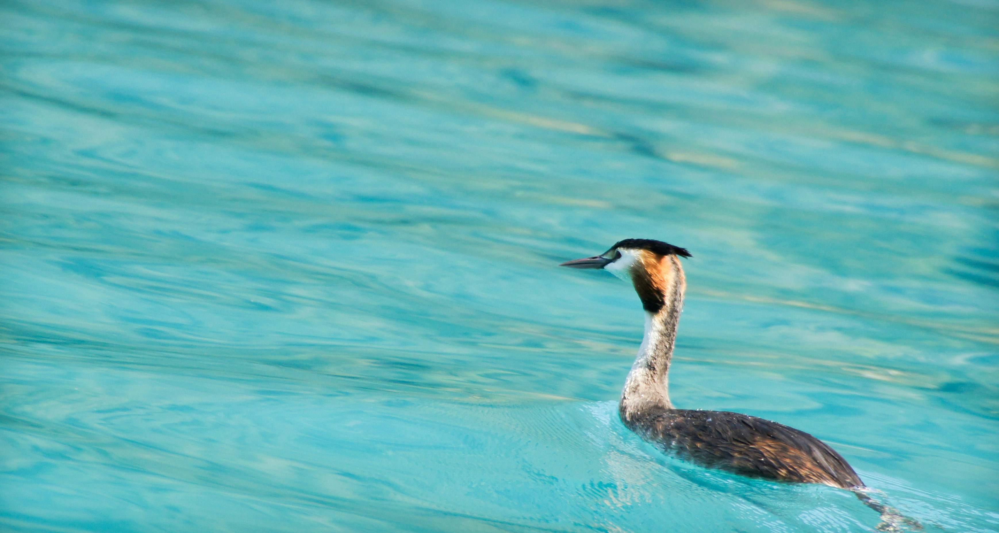 Elegant Waterbird on Turquoise Ripples