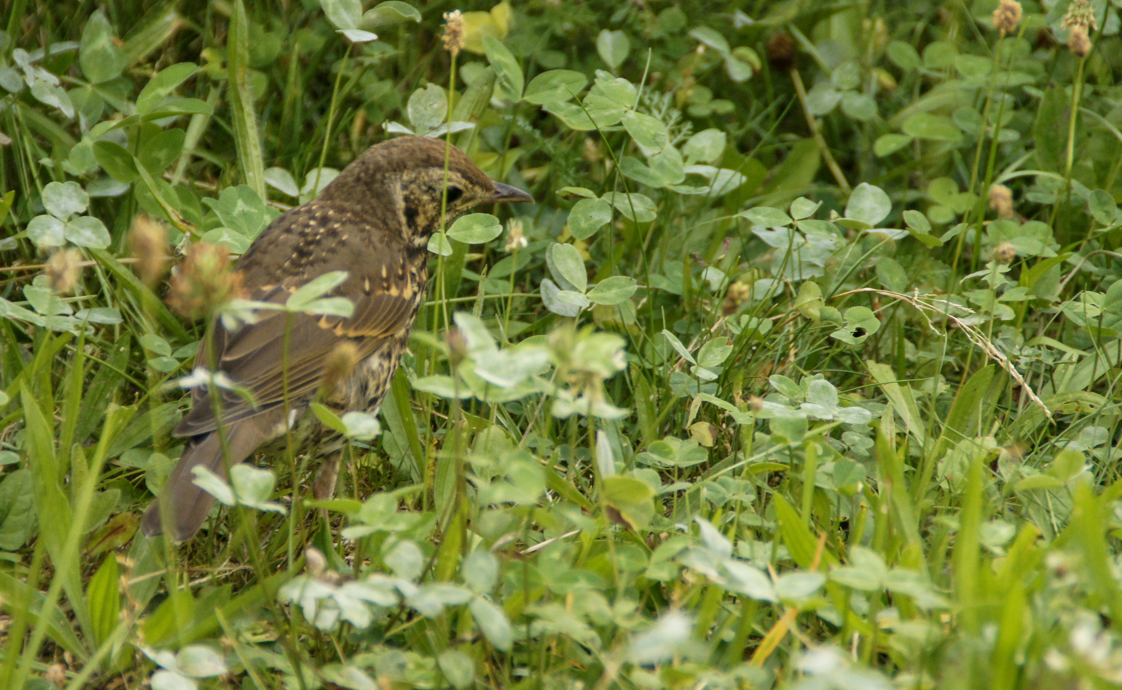 Hidden Songbird Among the Clover: A Quiet Moment in Green
