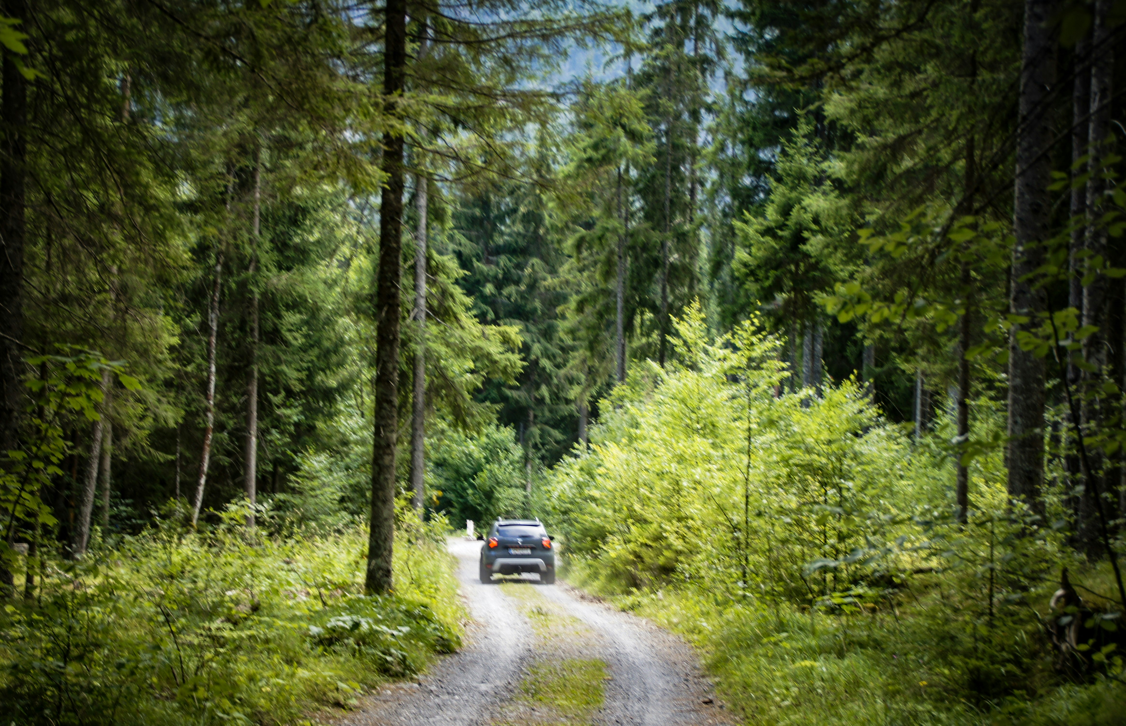 Forest Roadquest: A Car Journey Through Sunlit Pines