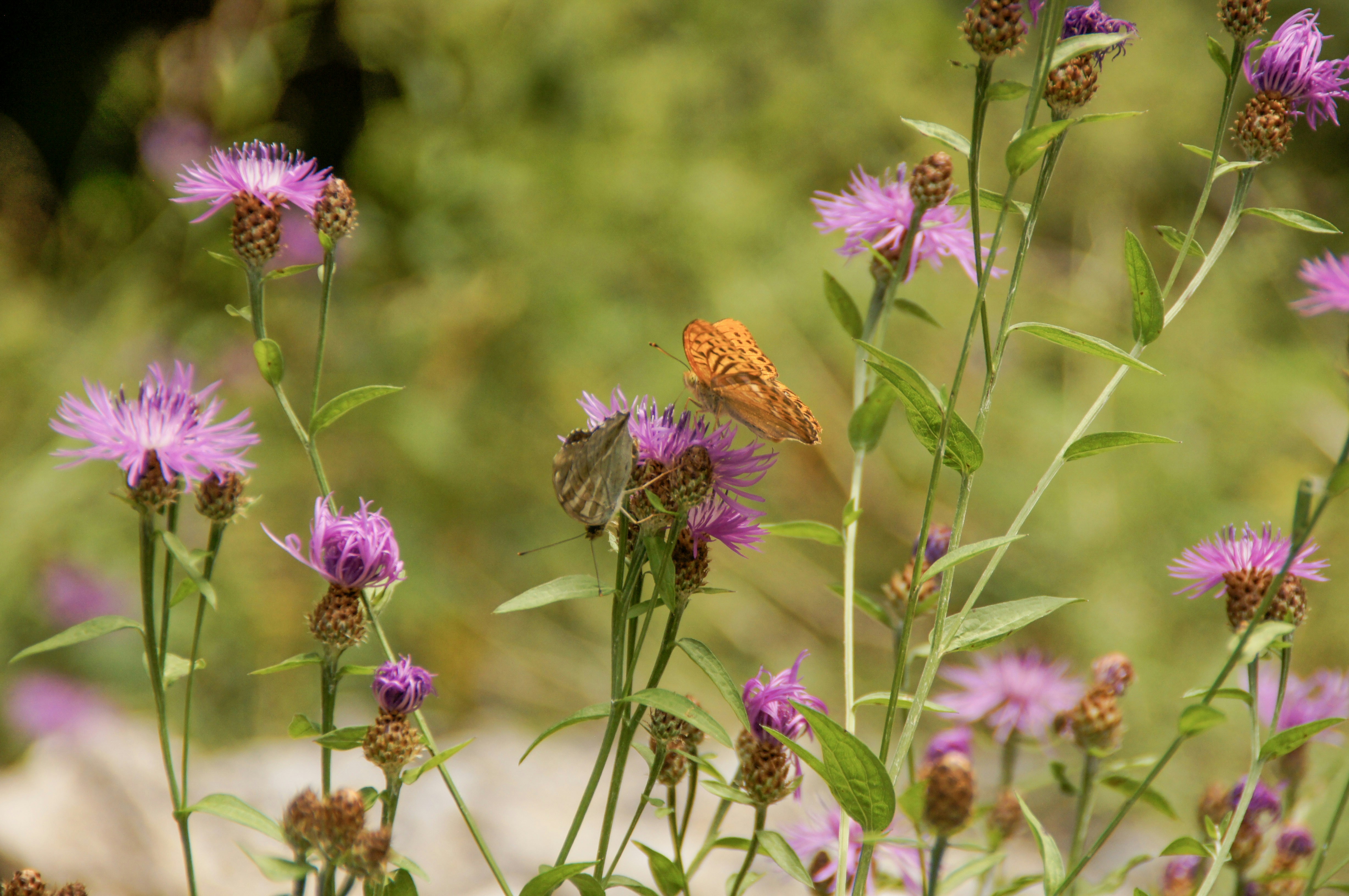 Orange butterfly on magenta thistle in sunlit meadow