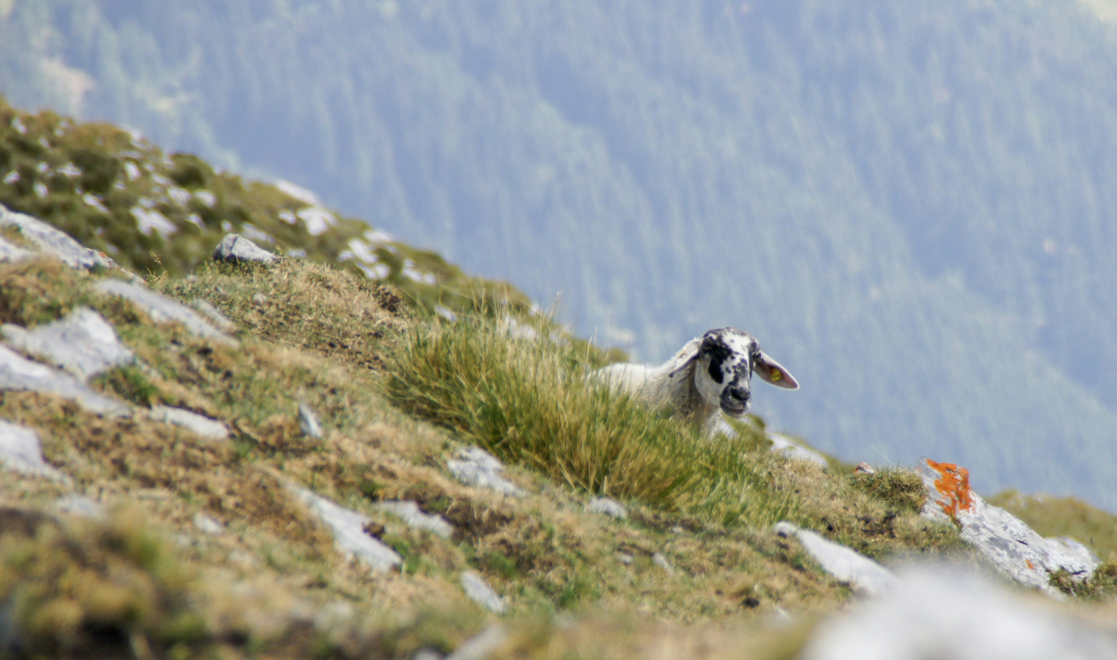 A lone goat peers over a grassy, rocky slope under a misty blue sky