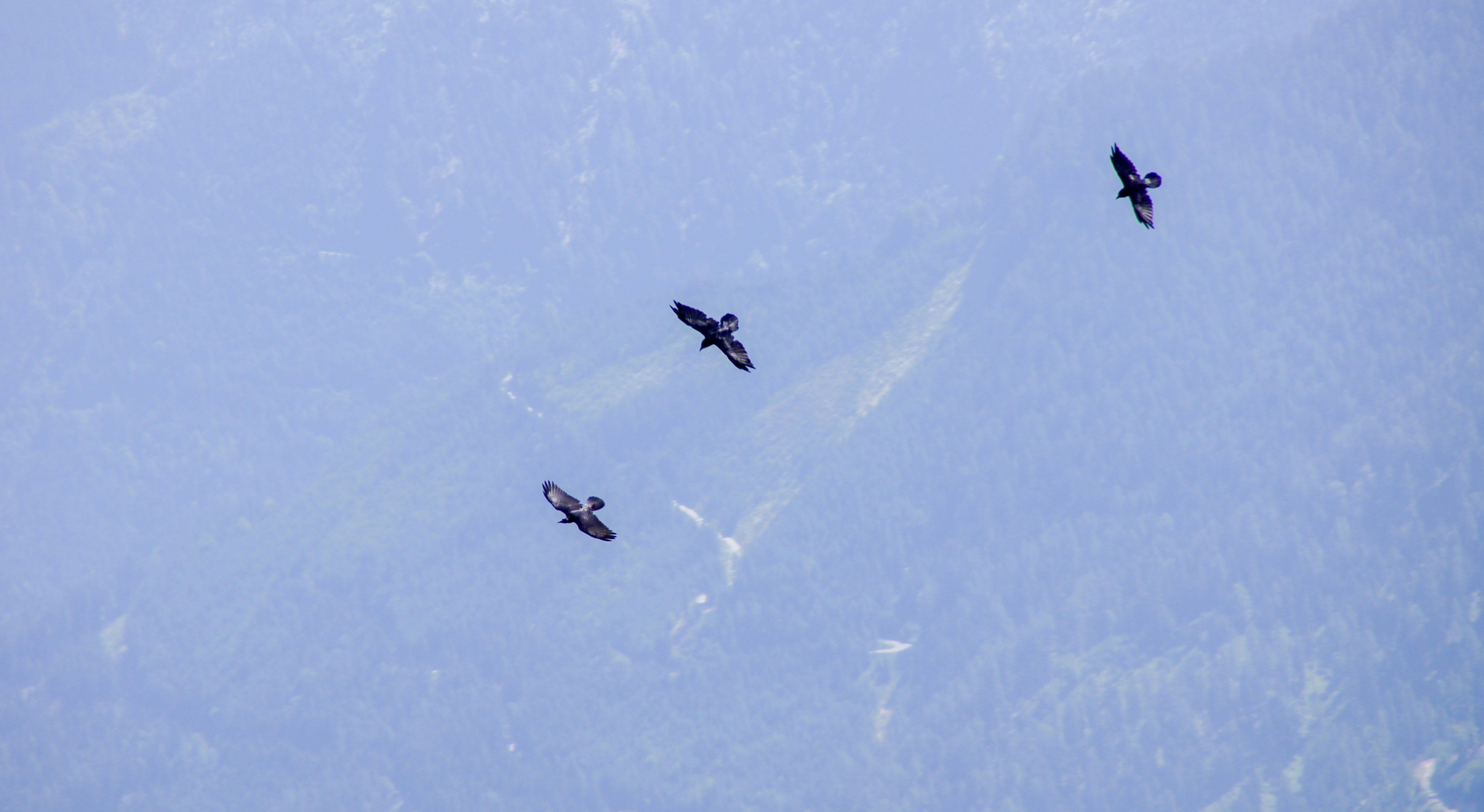 Three Silent Gliders Across a Misty Ridge
