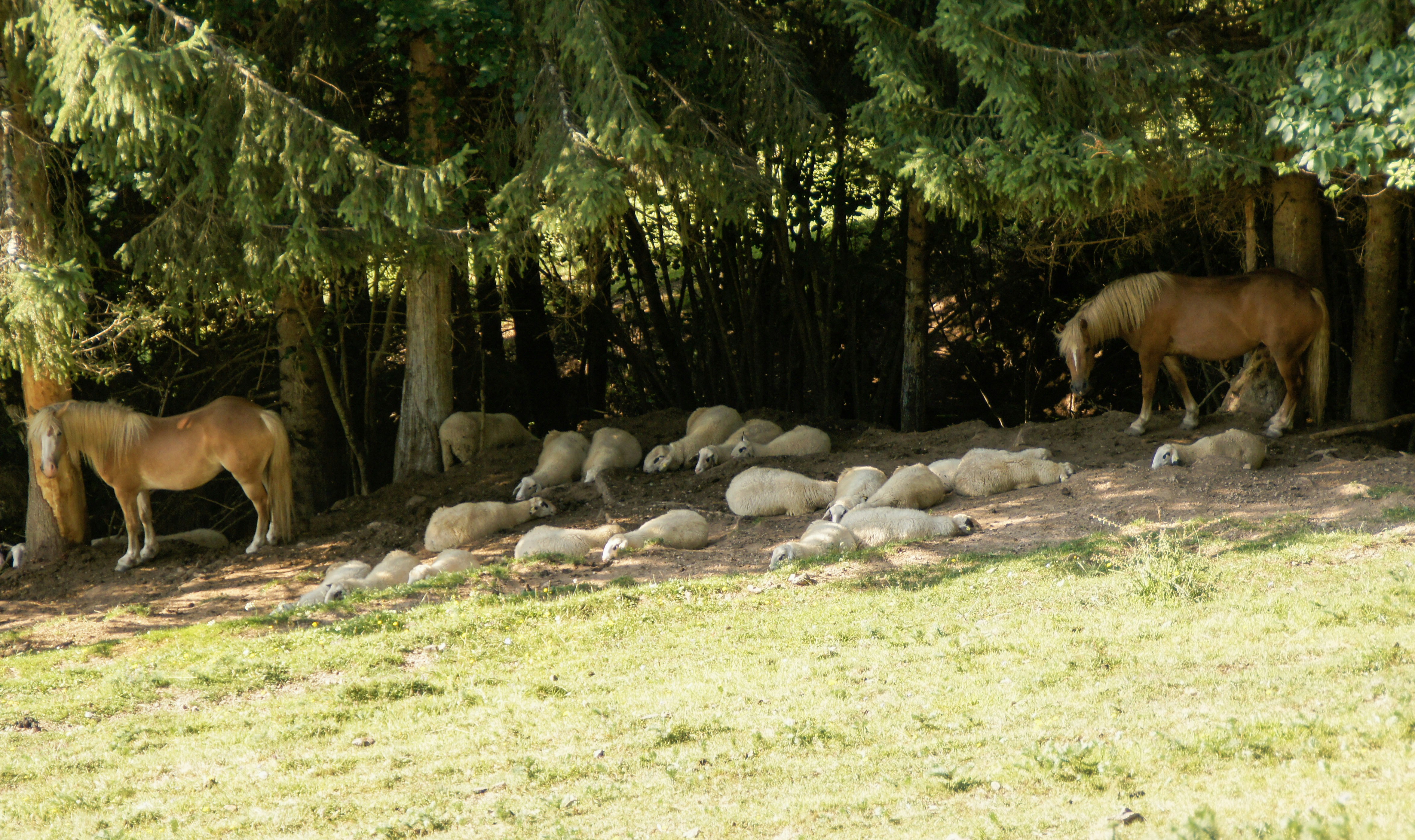 Herd at the Forest Edge: Sleeping Dogs of the Herd