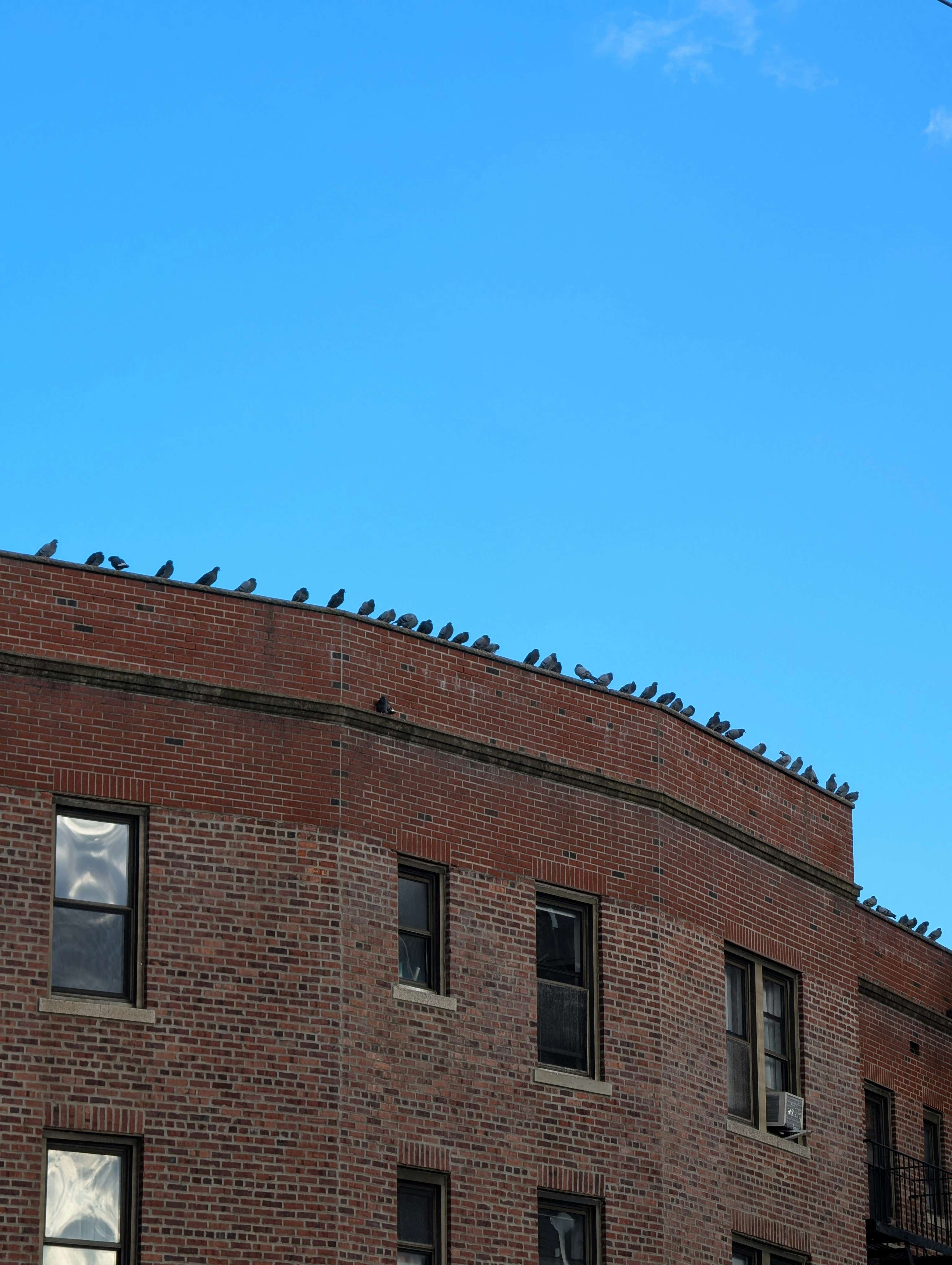 Brick building corner with pigeons perched along the roofline against a bright blue sky.