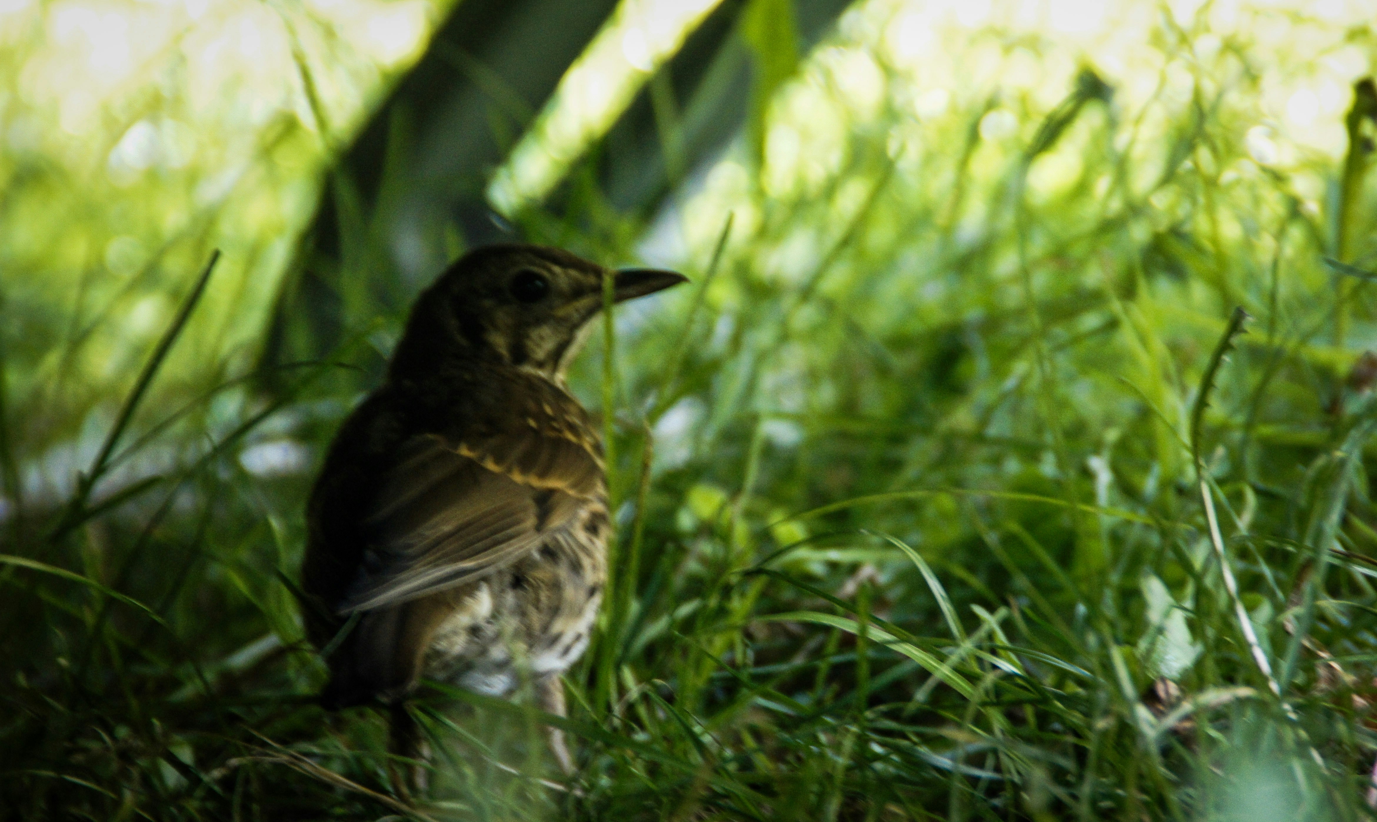 Hidden Meadow Songbird: A Nestled Moment in Dappled Grass