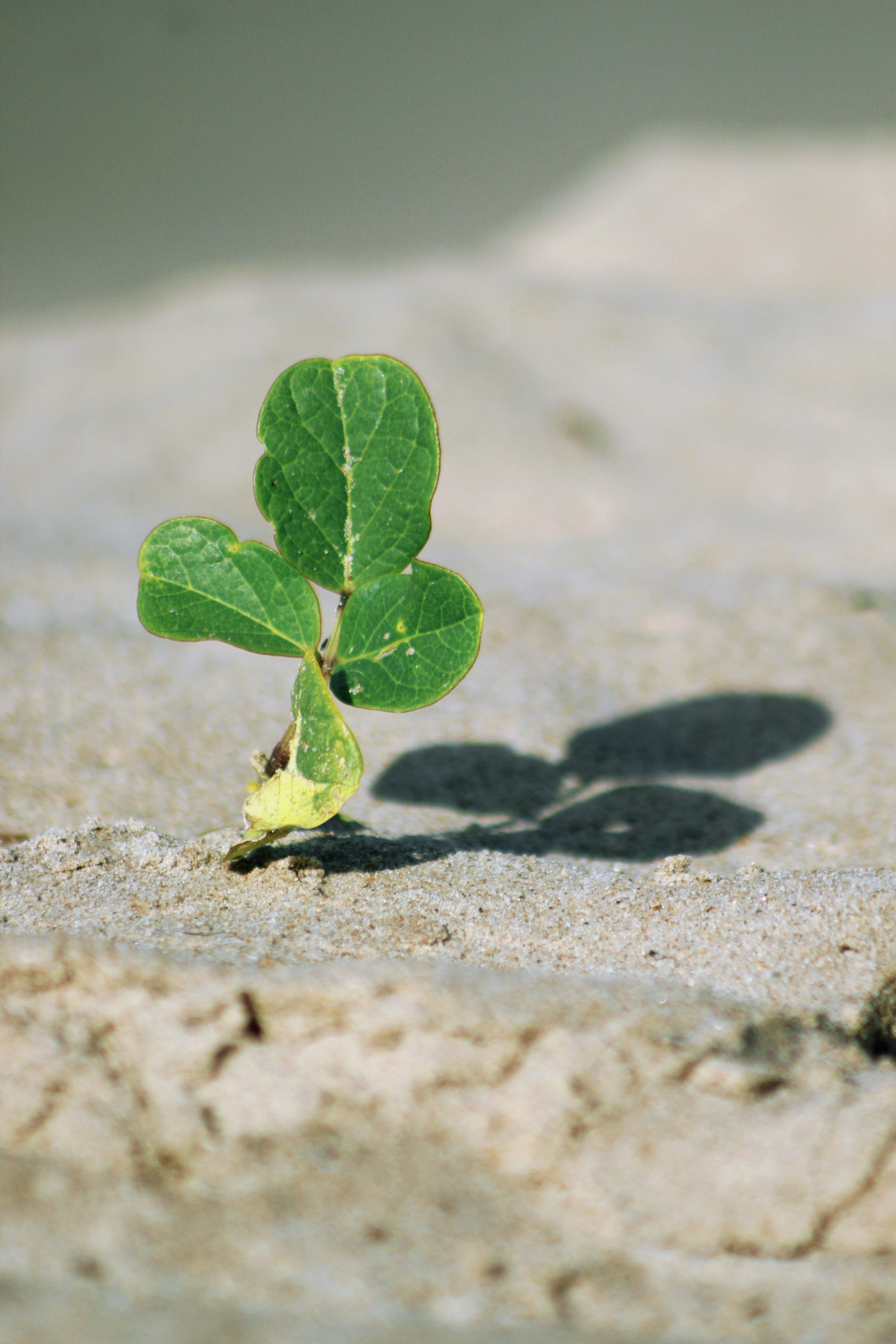 Sprout on Sand: A Tiny Green Hope Emerges from the Shore
