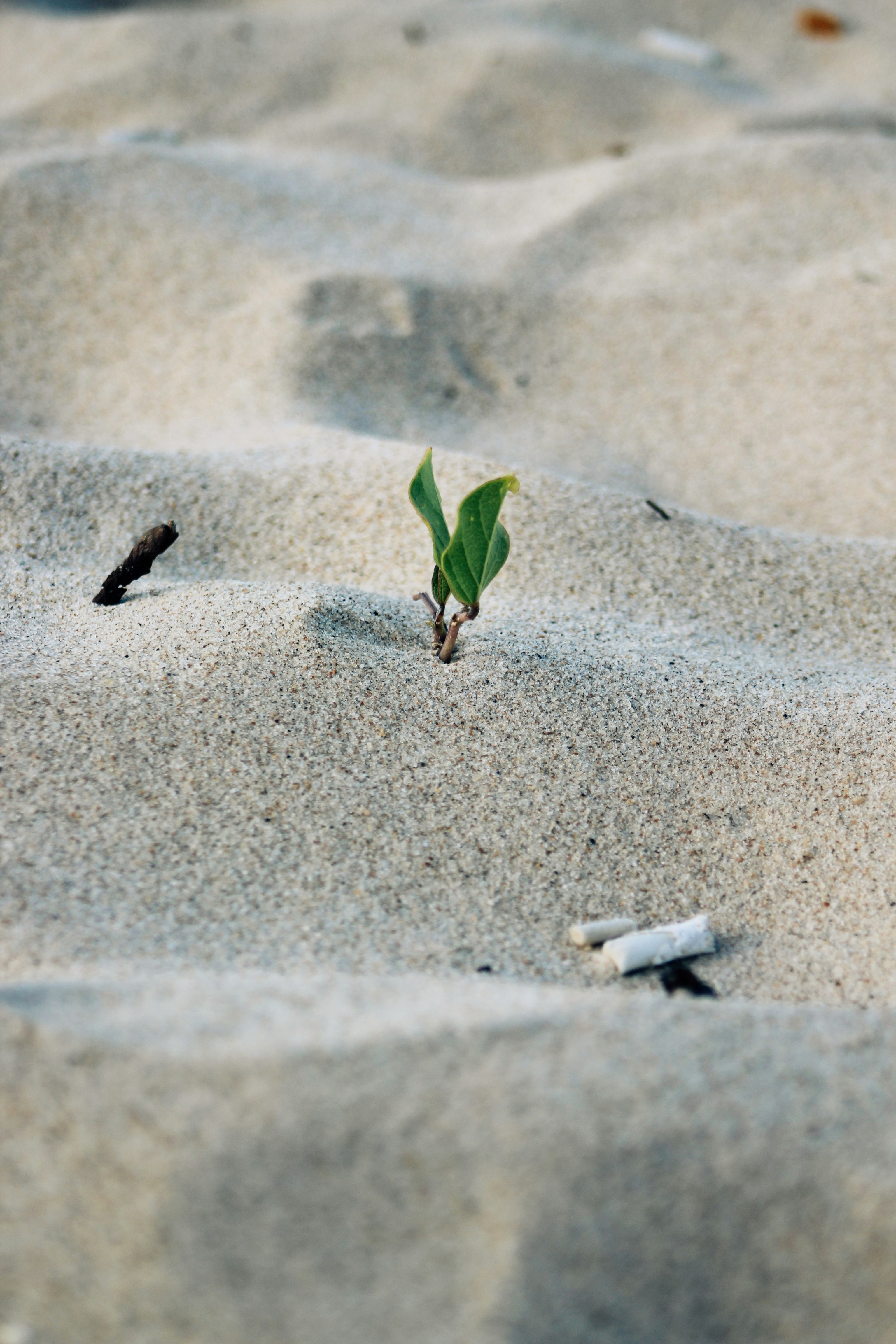A Lone Green Sprout Breaking Through Seaside Sand