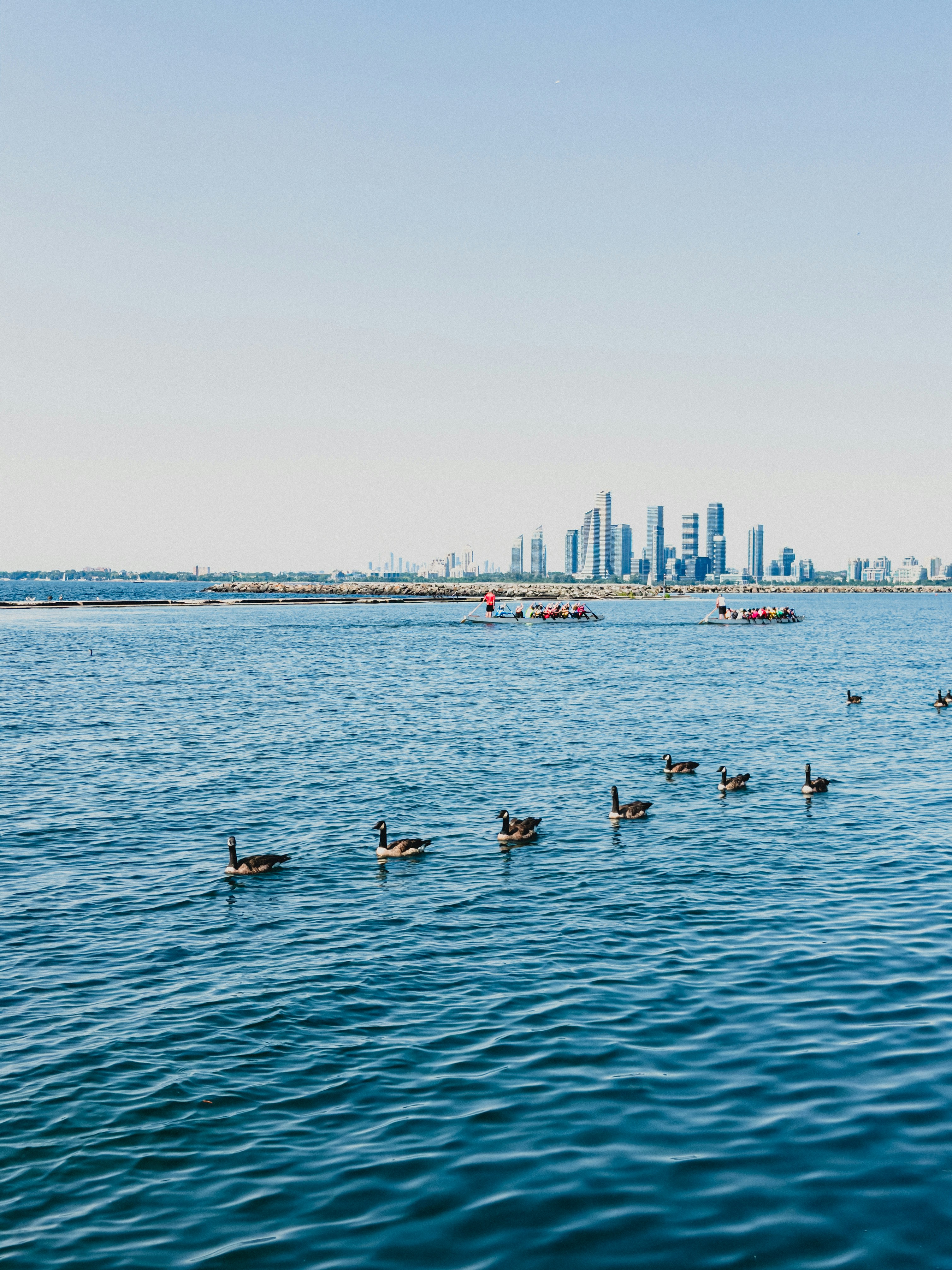 Urban Horizon over a Migratory Flock