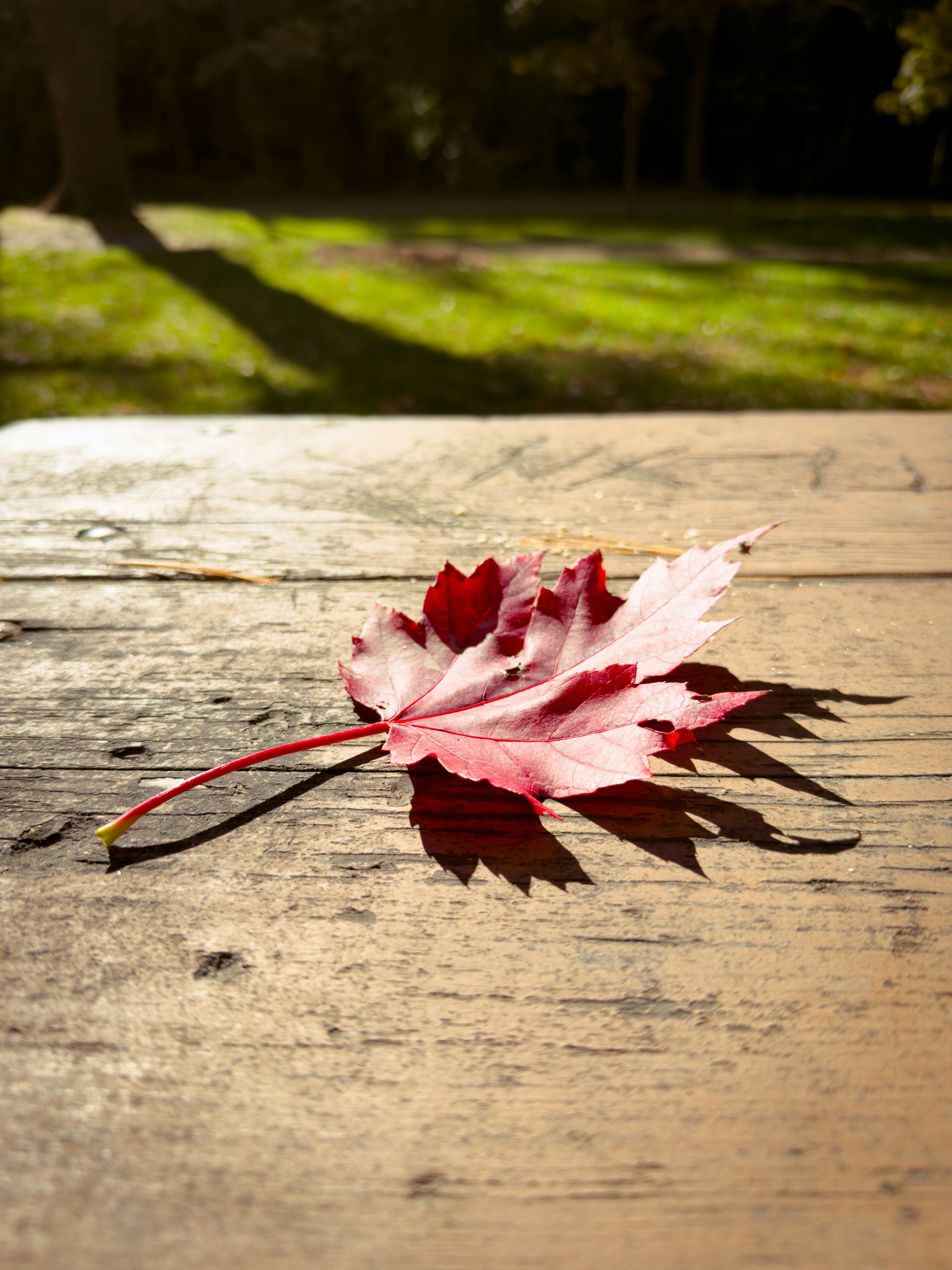 A single red maple leaf rests on a weathered wooden surface with green grass and dappled daylight in the blurred background, emphasizing autumn color and texture. The photo is a naturalistic still life.
