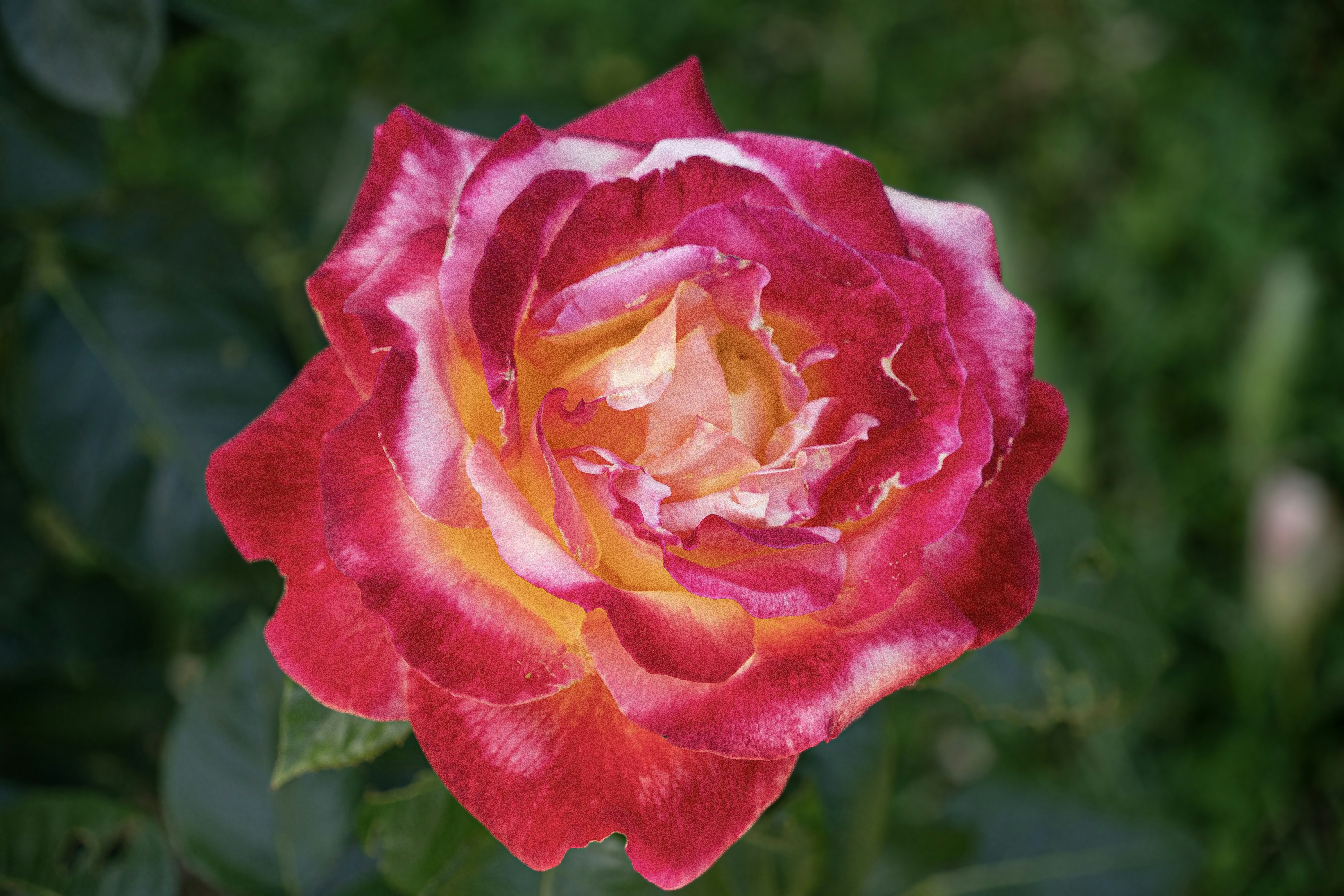 Rose in Focus: A Velvet Bloom of Pink and Gold
