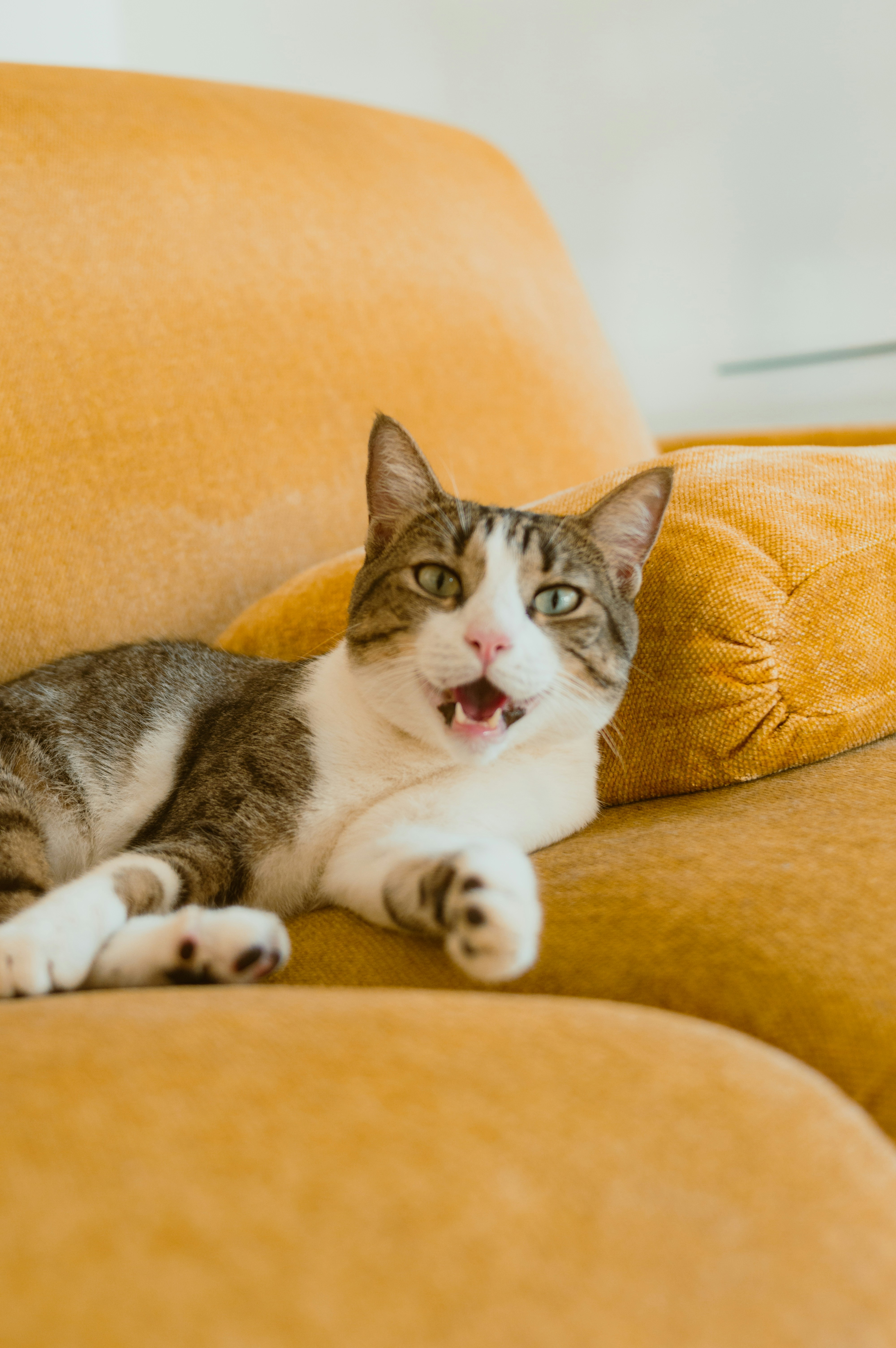 Orange couch, curious cat: a candid moment on a sunlit afternoon