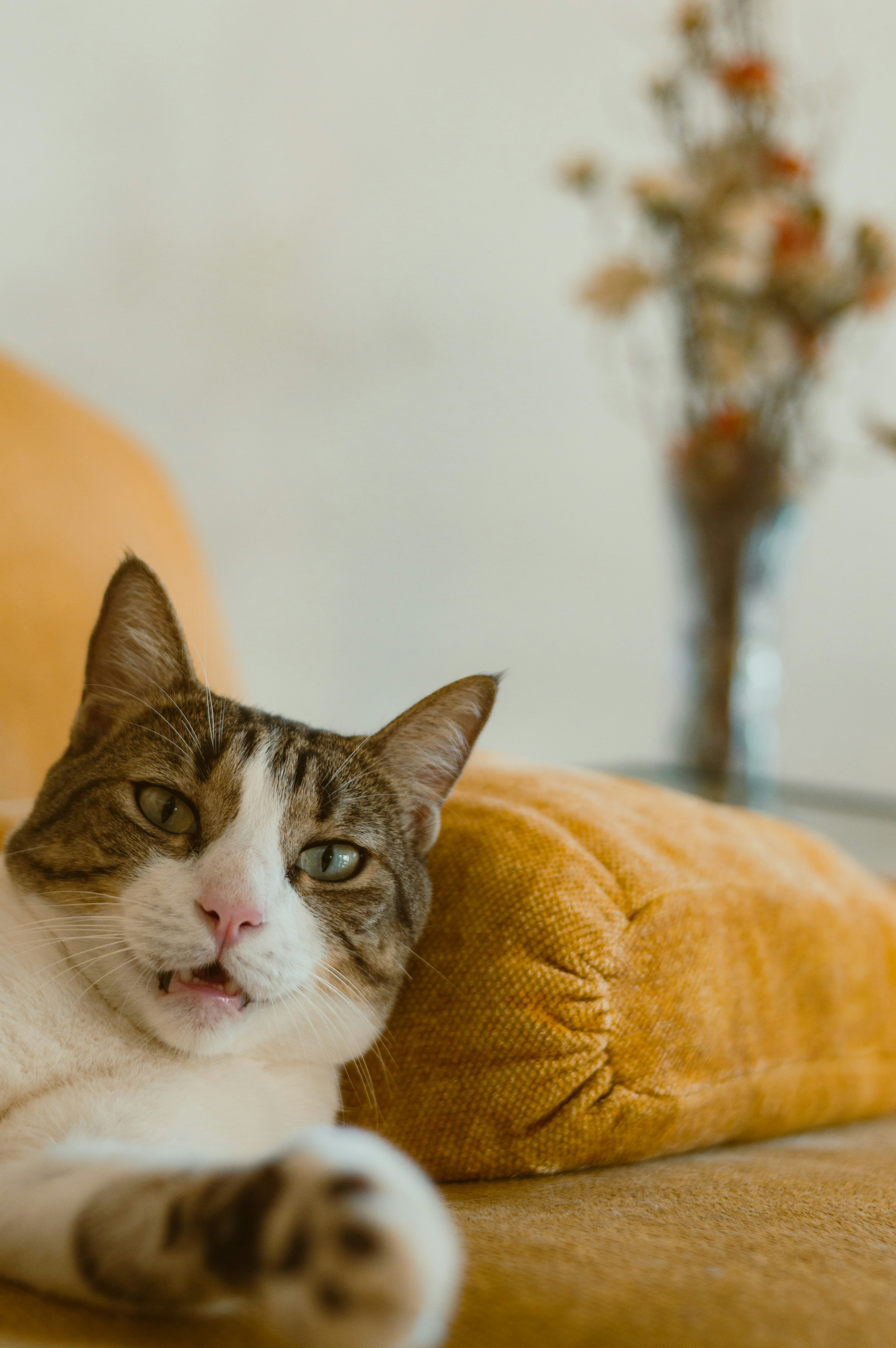 Cozy Cat in a Golden Afternoon nap