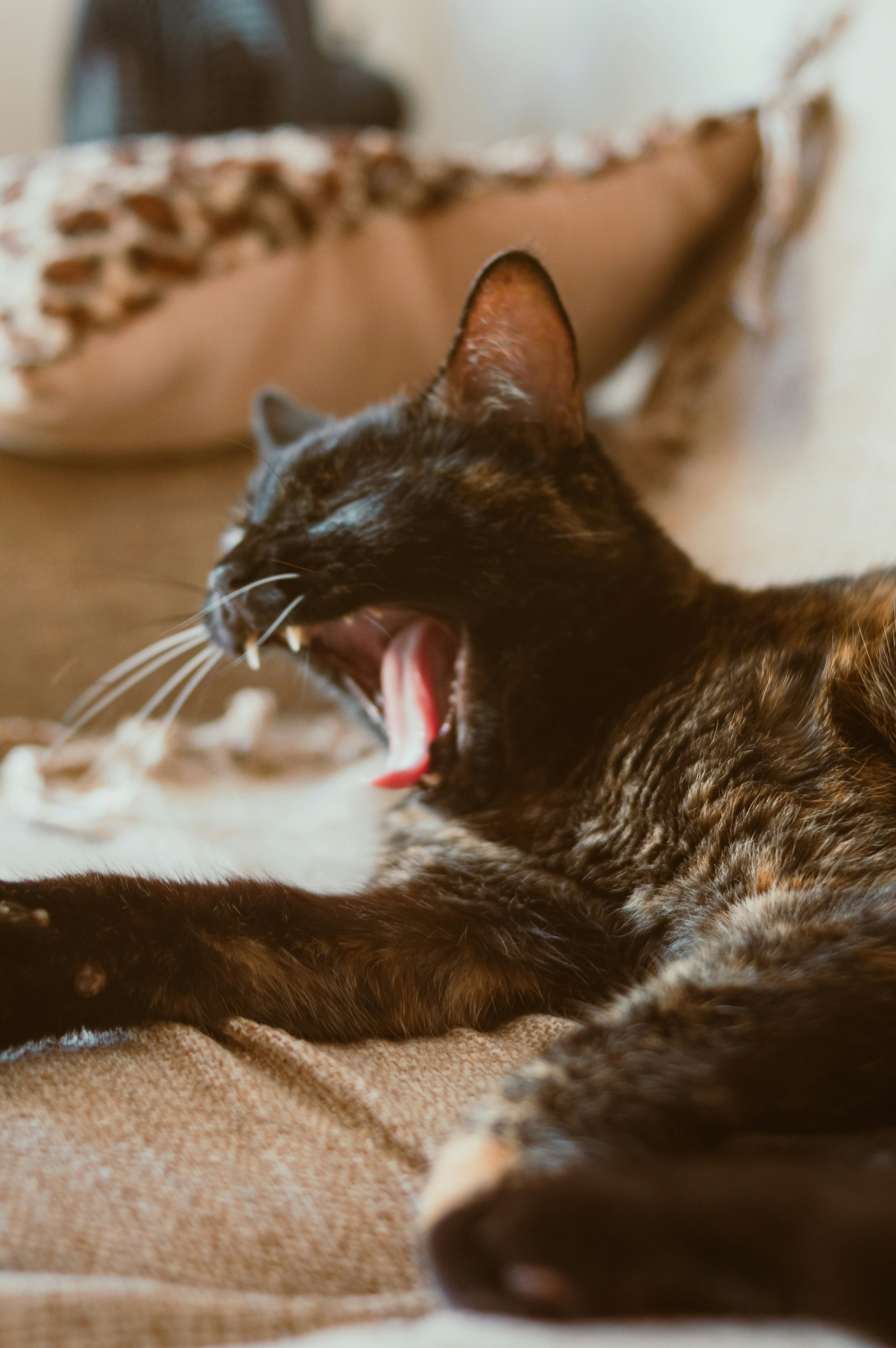 Yawning Tabby on a Cozy Couch: A Moment of Soft Morning Light