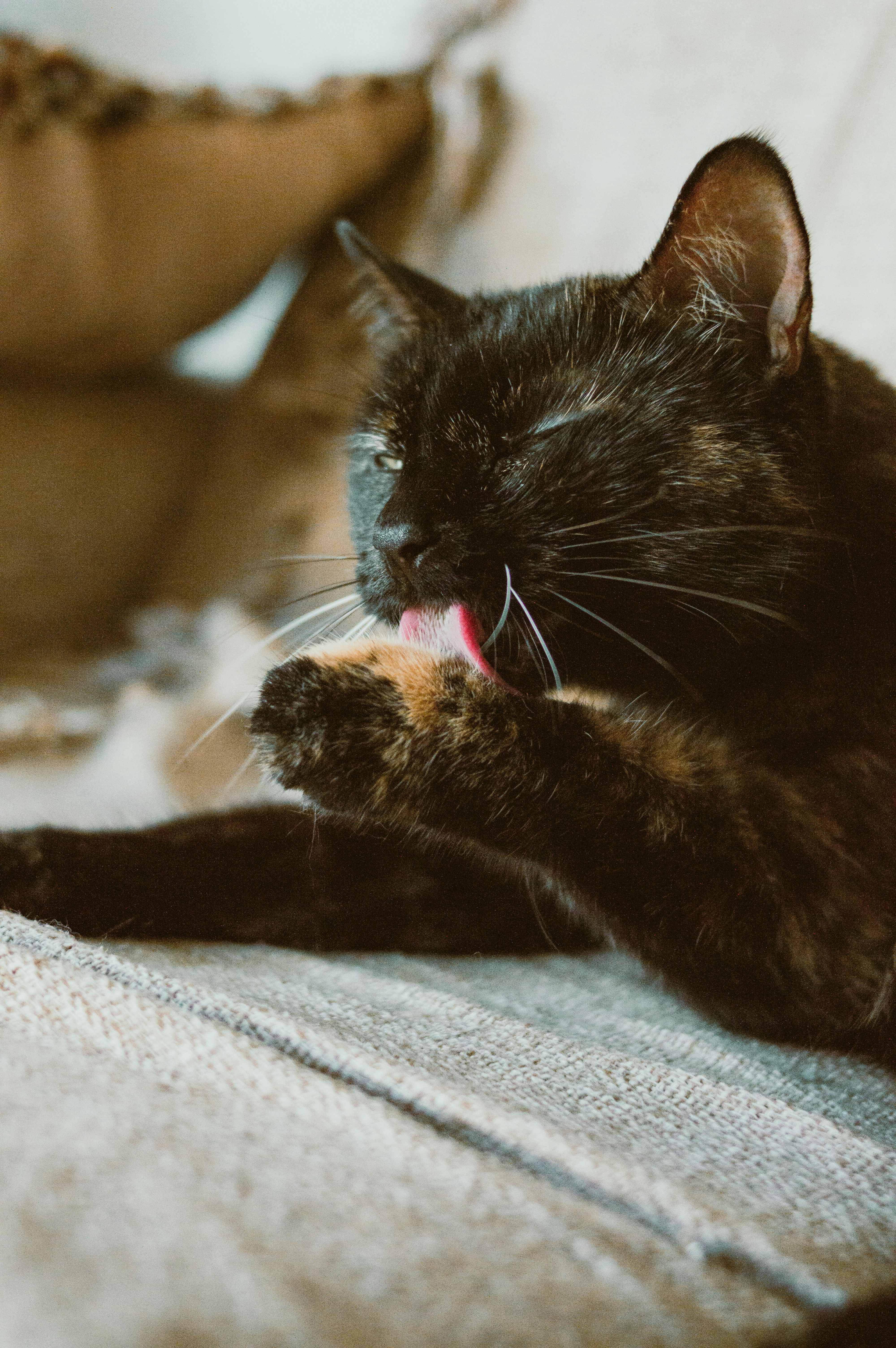 Soft Focus, Sharp Tongue: A Black Cat's Quiet Groom